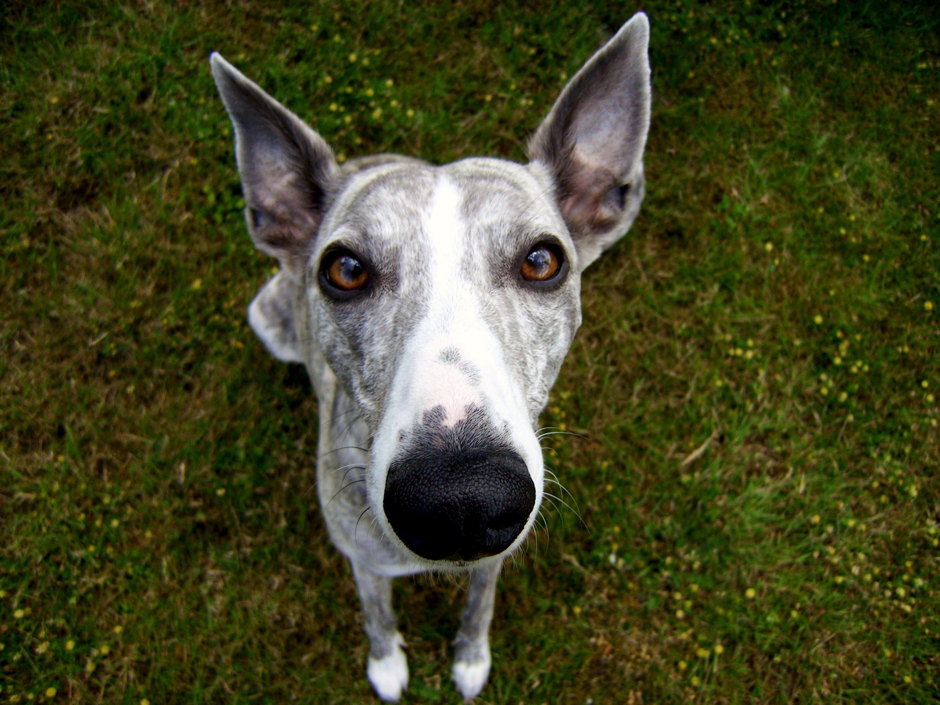 Whippet Wallpapers - Top Free Whippet Backgrounds - WallpaperAccess