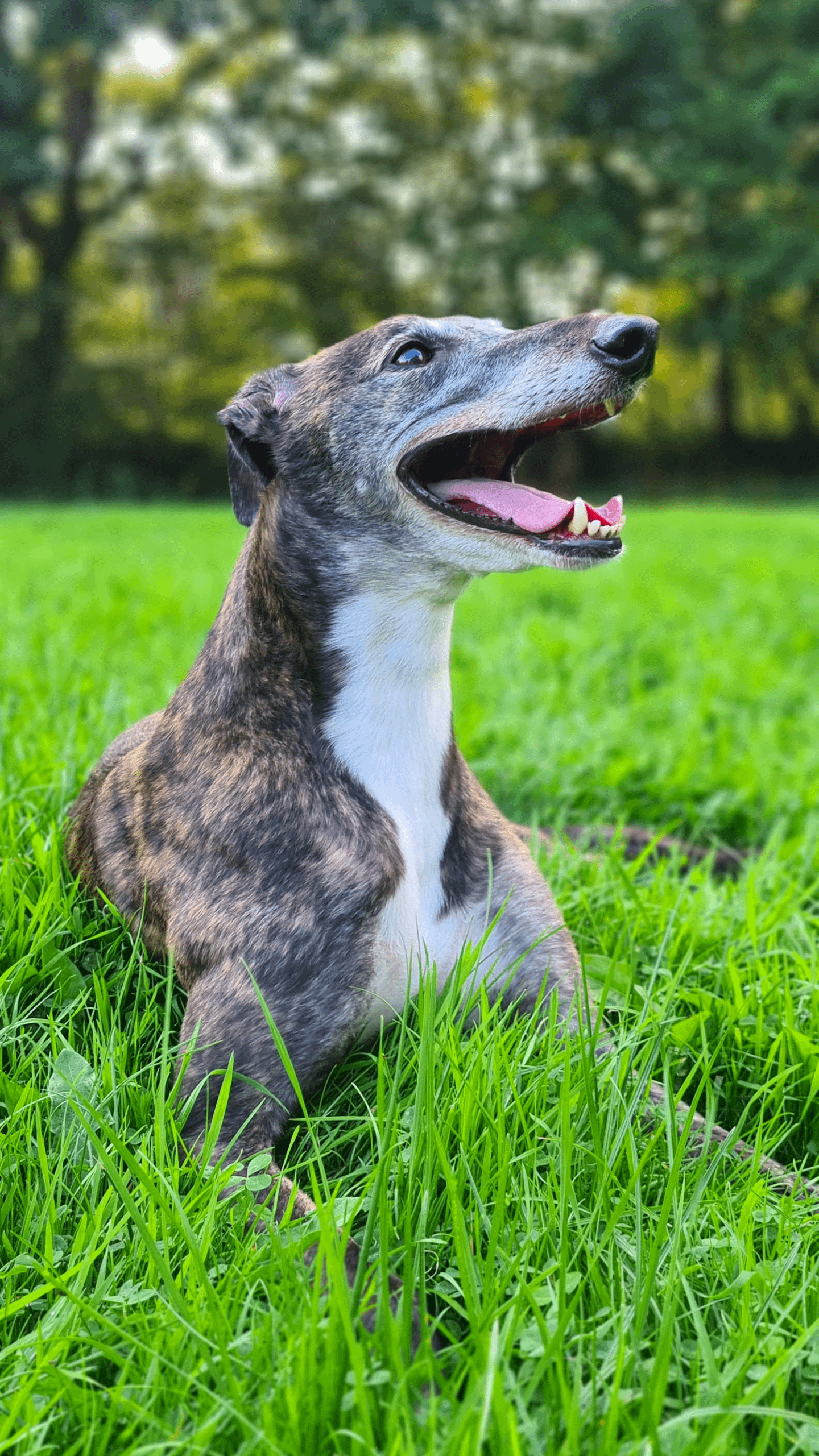 Whippet Wallpapers - Top Free Whippet Backgrounds - WallpaperAccess