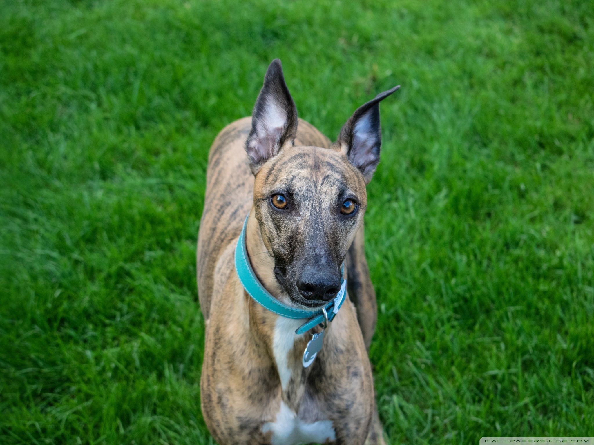 Whippet Wallpapers - Top Free Whippet Backgrounds - WallpaperAccess