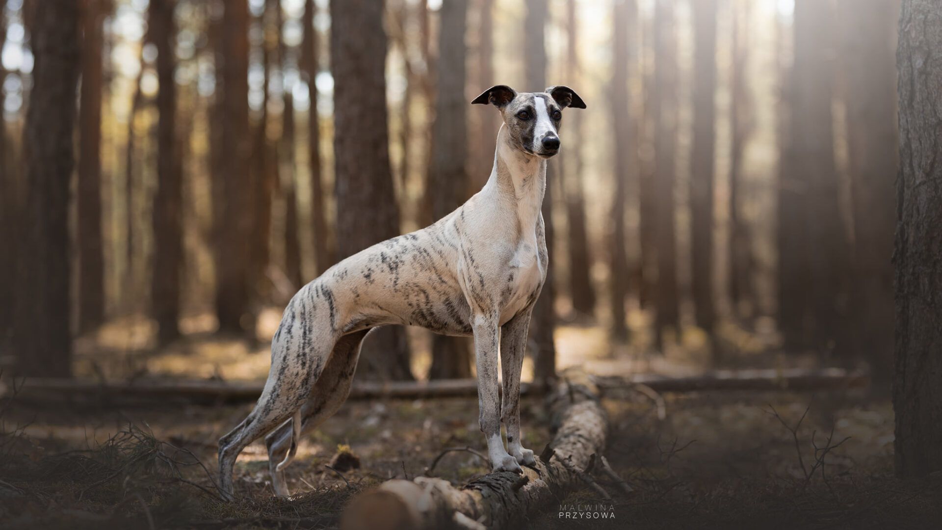 Whippet Wallpapers - Top Free Whippet Backgrounds - WallpaperAccess