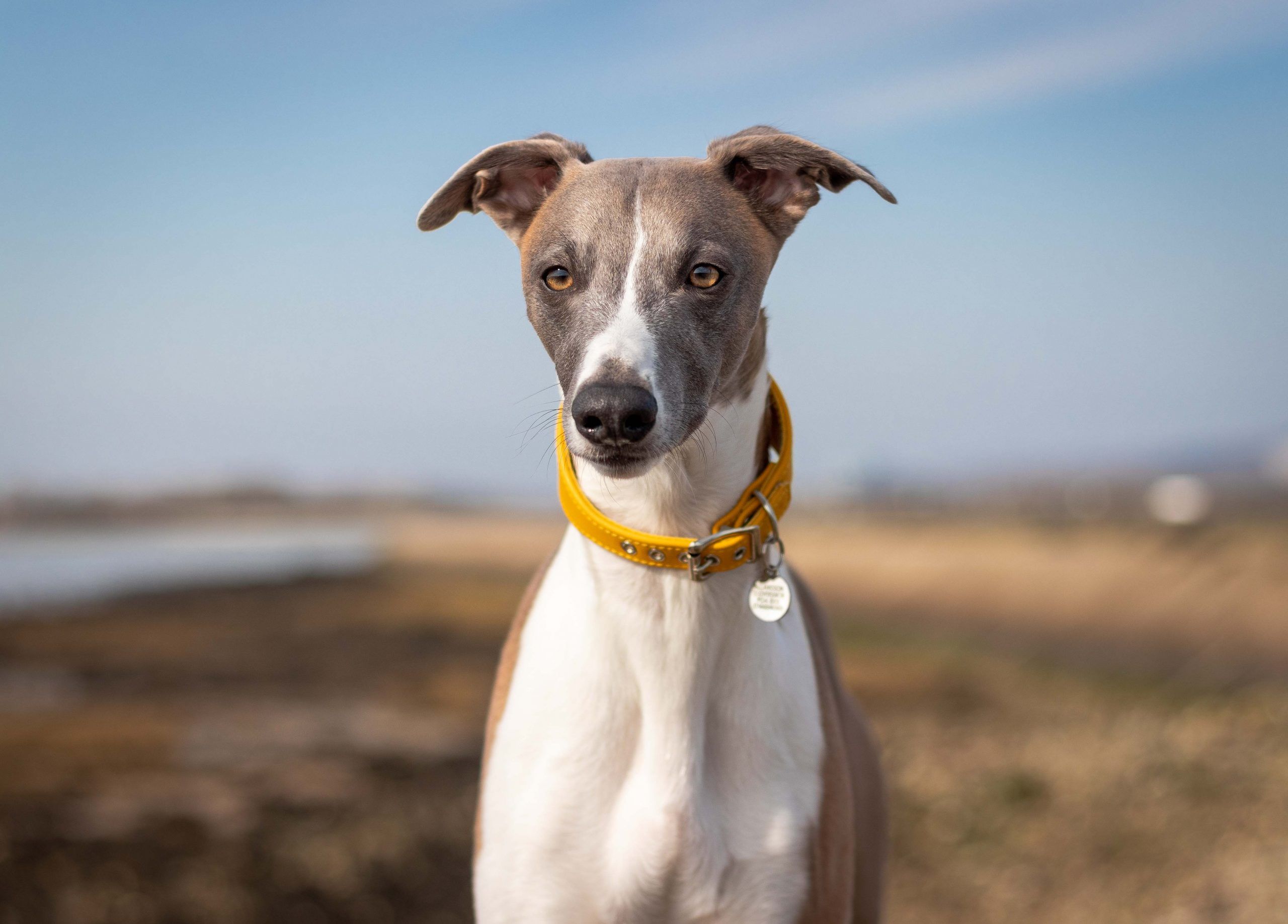 Whippet Wallpapers - Top Free Whippet Backgrounds - WallpaperAccess