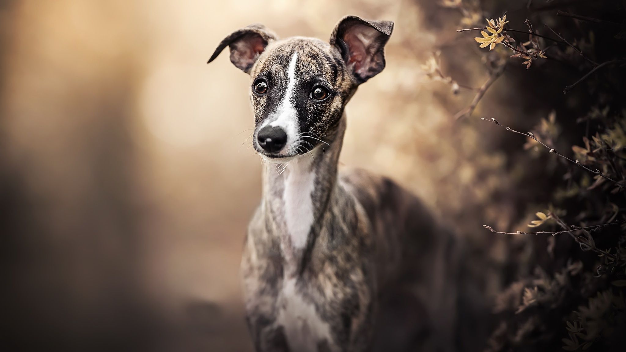 Whippet Wallpapers - Top Free Whippet Backgrounds - WallpaperAccess
