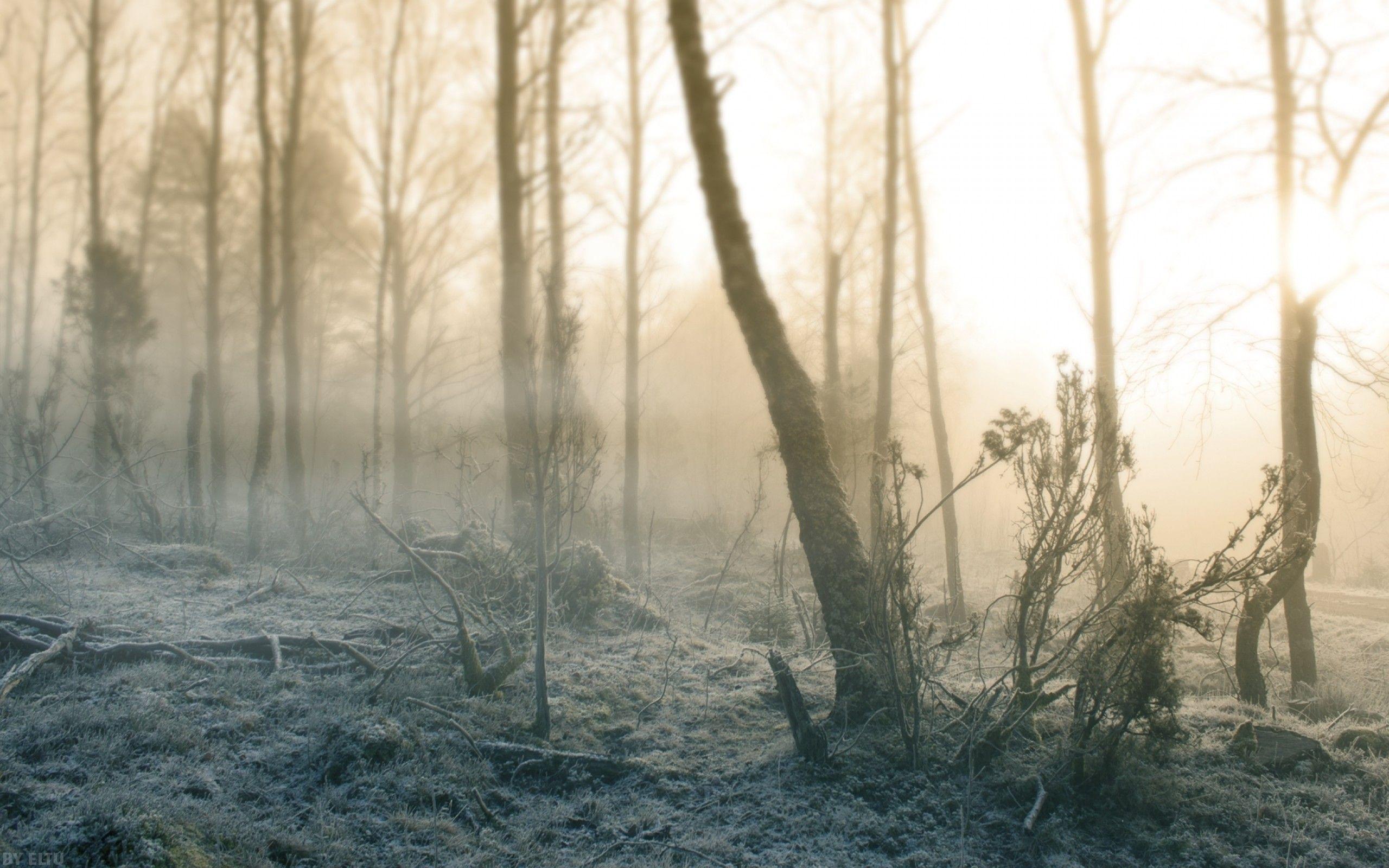 Misty Forest Wallpapers - Top Free Misty Forest Backgrounds ...