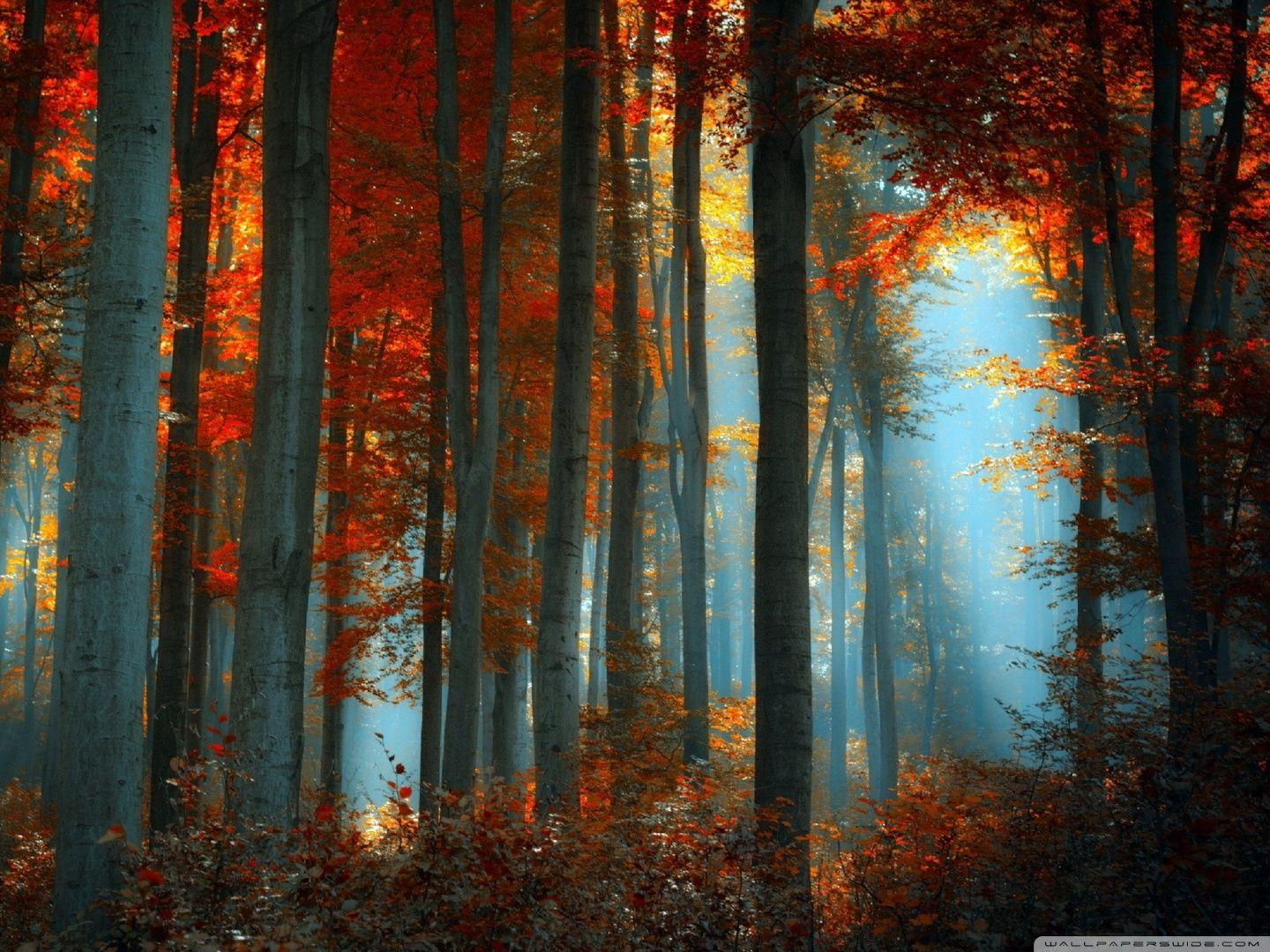 Forest Desktop Wallpapers - Top Free Forest Desktop Backgrounds ...