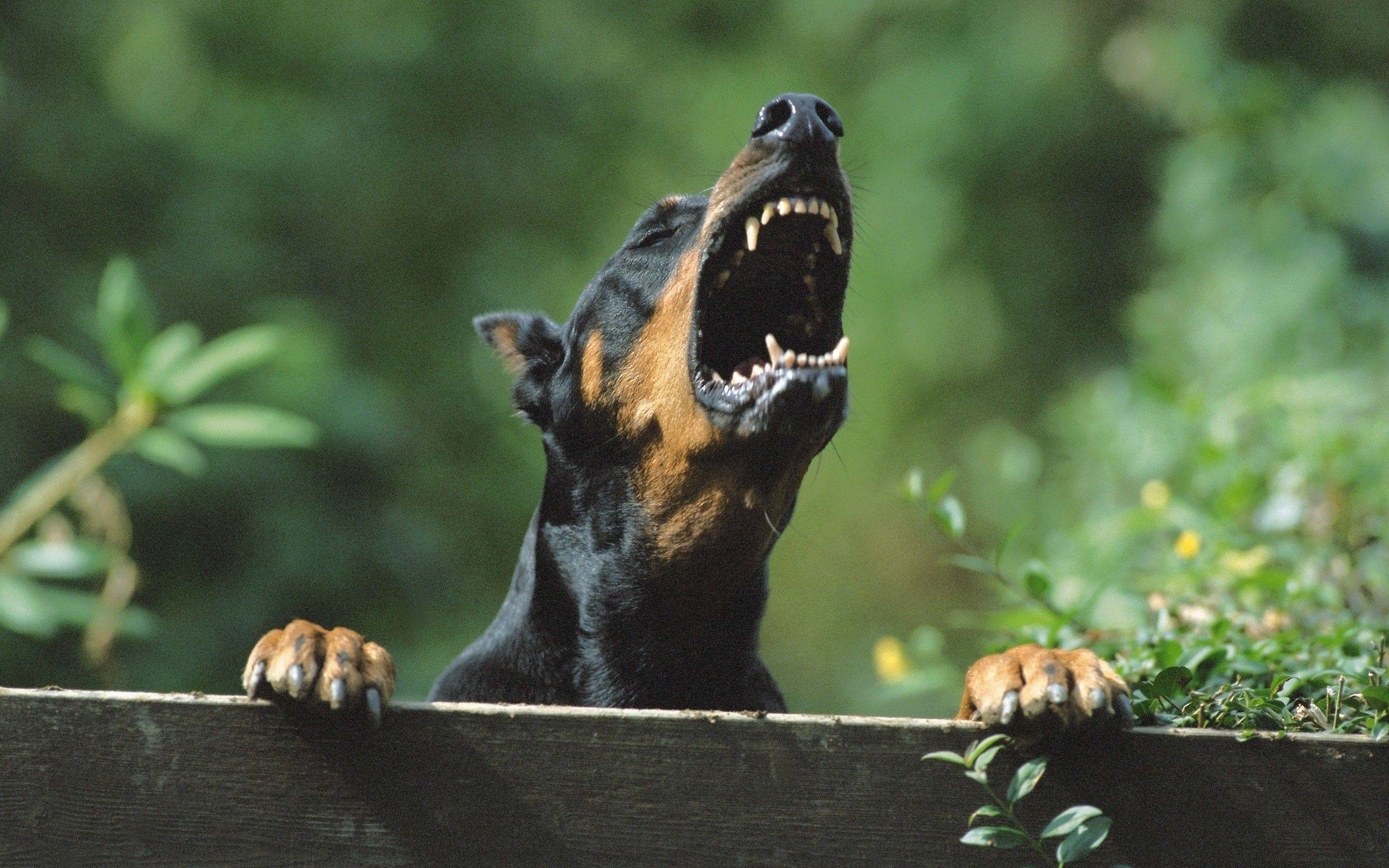 Doberman Wallpapers - Top Free Doberman Backgrounds - WallpaperAccess