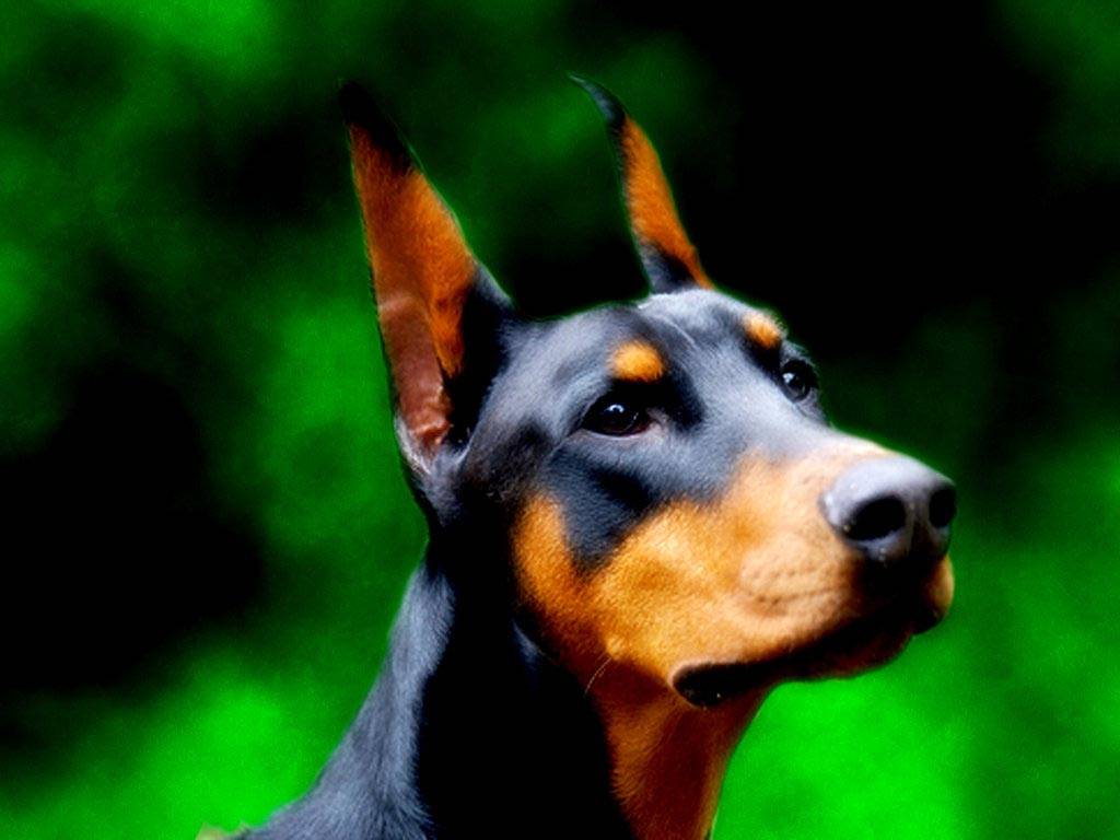 Doberman Wallpapers - Top Free Doberman Backgrounds - WallpaperAccess