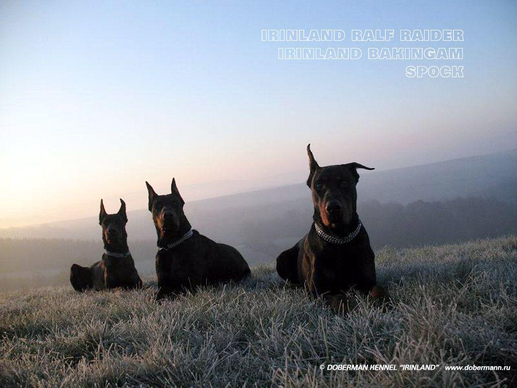 Doberman Wallpapers - Top Free Doberman Backgrounds - WallpaperAccess