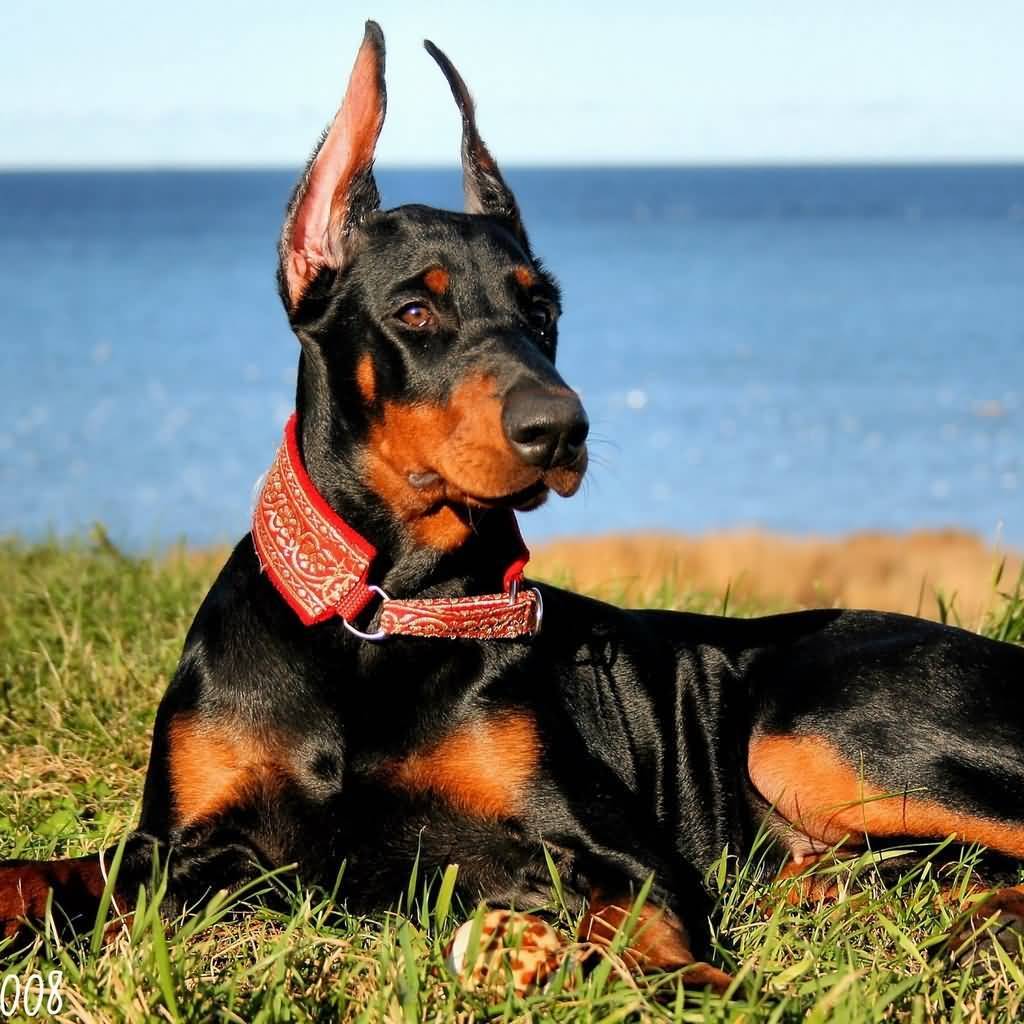 Doberman Wallpapers - Top Free Doberman Backgrounds - WallpaperAccess