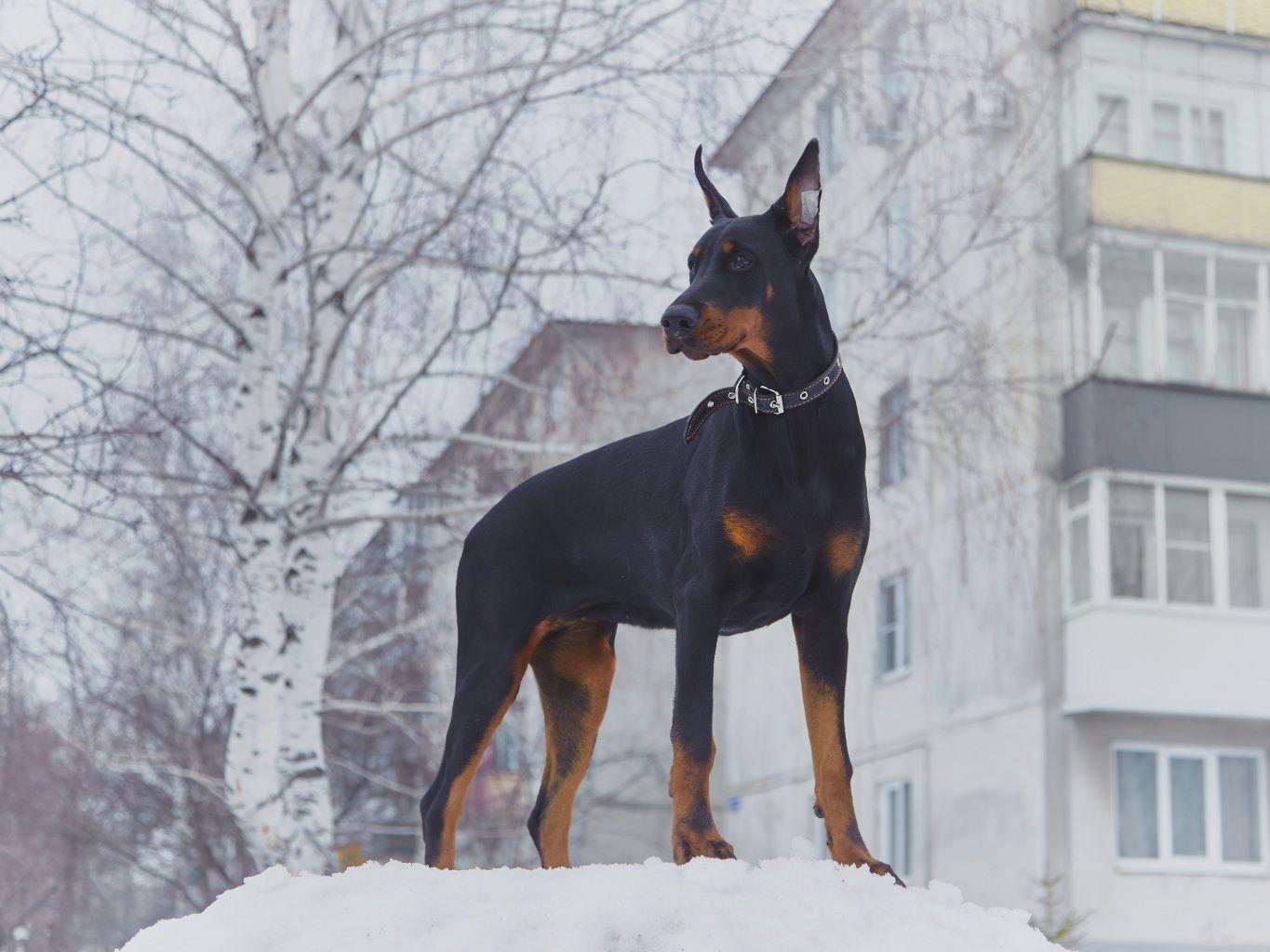 Doberman Wallpapers - Top Free Doberman Backgrounds - WallpaperAccess