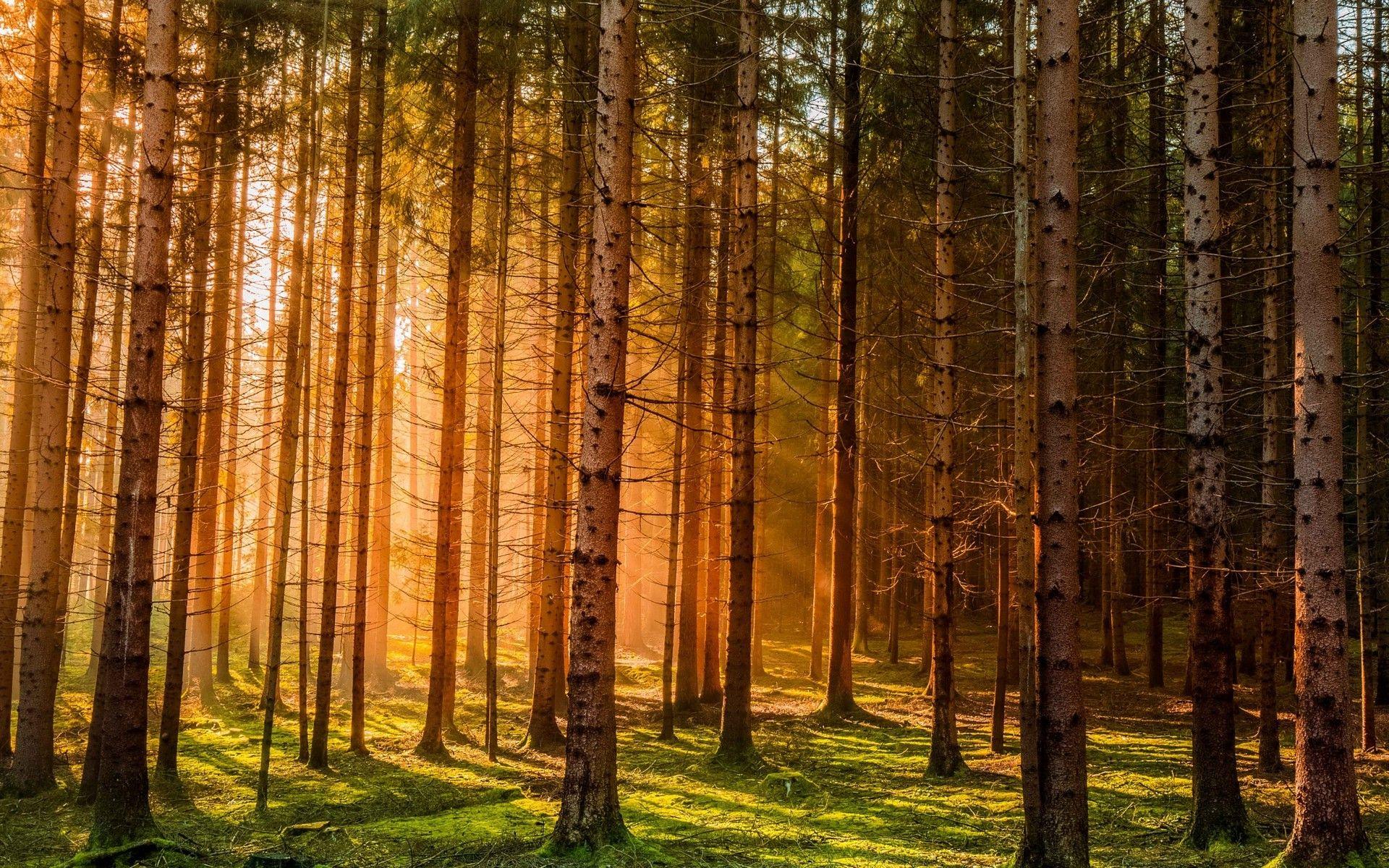 Forest Sunrise Wallpapers - Top Free Forest Sunrise Backgrounds ...