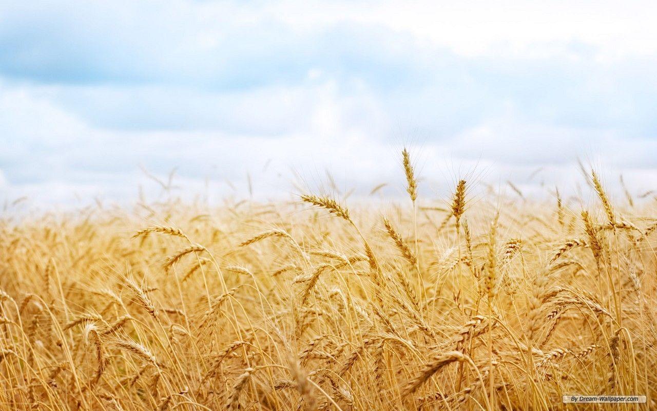Wheat Field Wallpapers - Top Free Wheat Field Backgrounds - WallpaperAccess