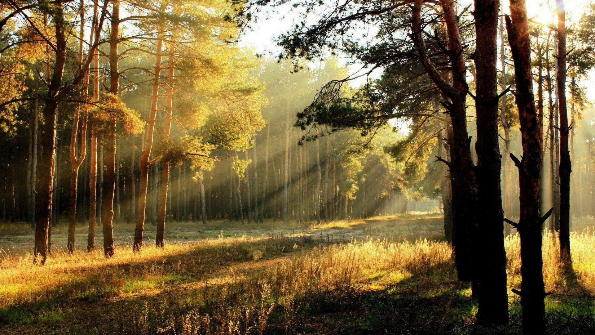 Forest Sunrise Wallpapers - Top Free Forest Sunrise Backgrounds ...