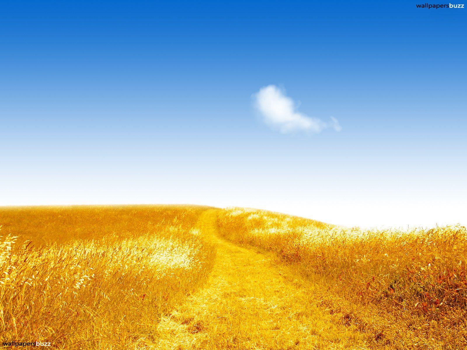 Wheat Field Wallpapers - Top Free Wheat Field Backgrounds - WallpaperAccess