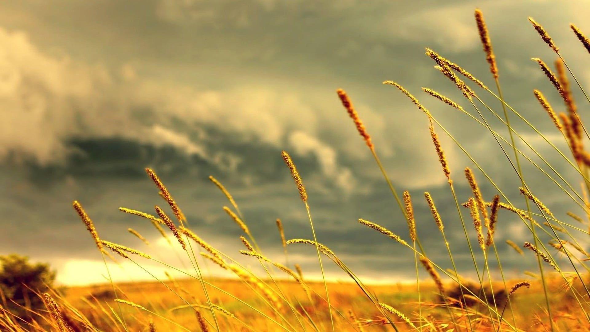 Wheat Field Wallpapers - Top Free Wheat Field Backgrounds - WallpaperAccess