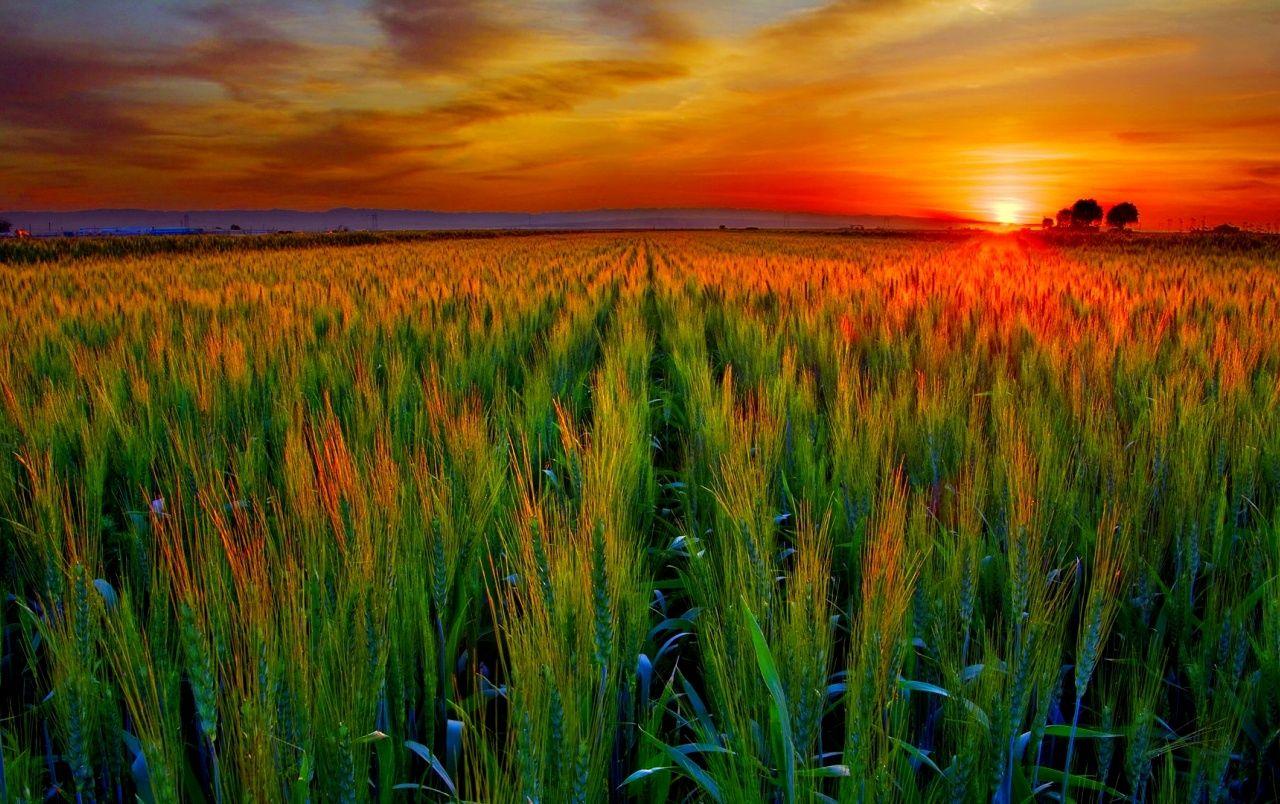 Wheat Field Wallpapers - Top Free Wheat Field Backgrounds - WallpaperAccess