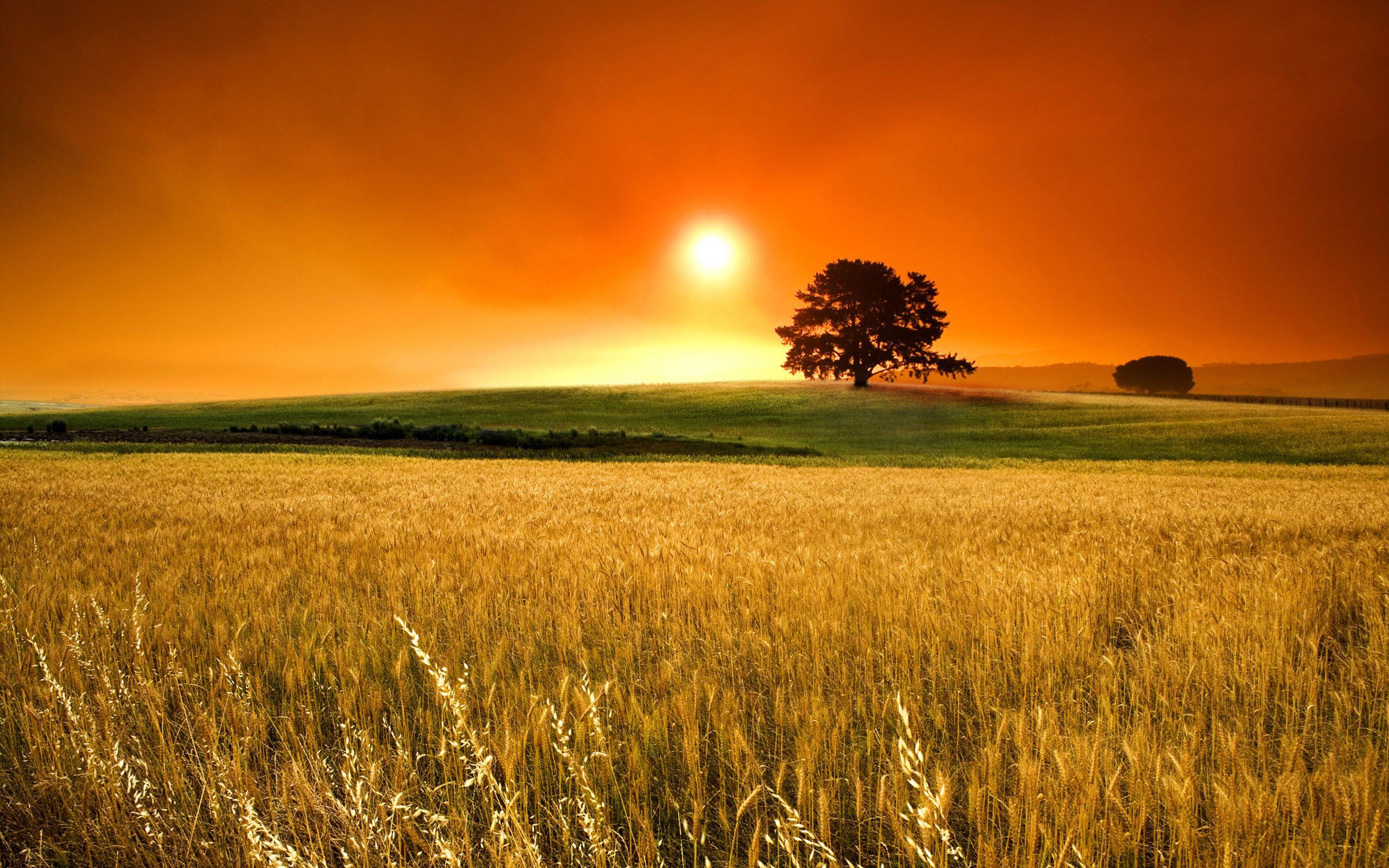 Wheat Field Wallpapers - Top Free Wheat Field Backgrounds - WallpaperAccess