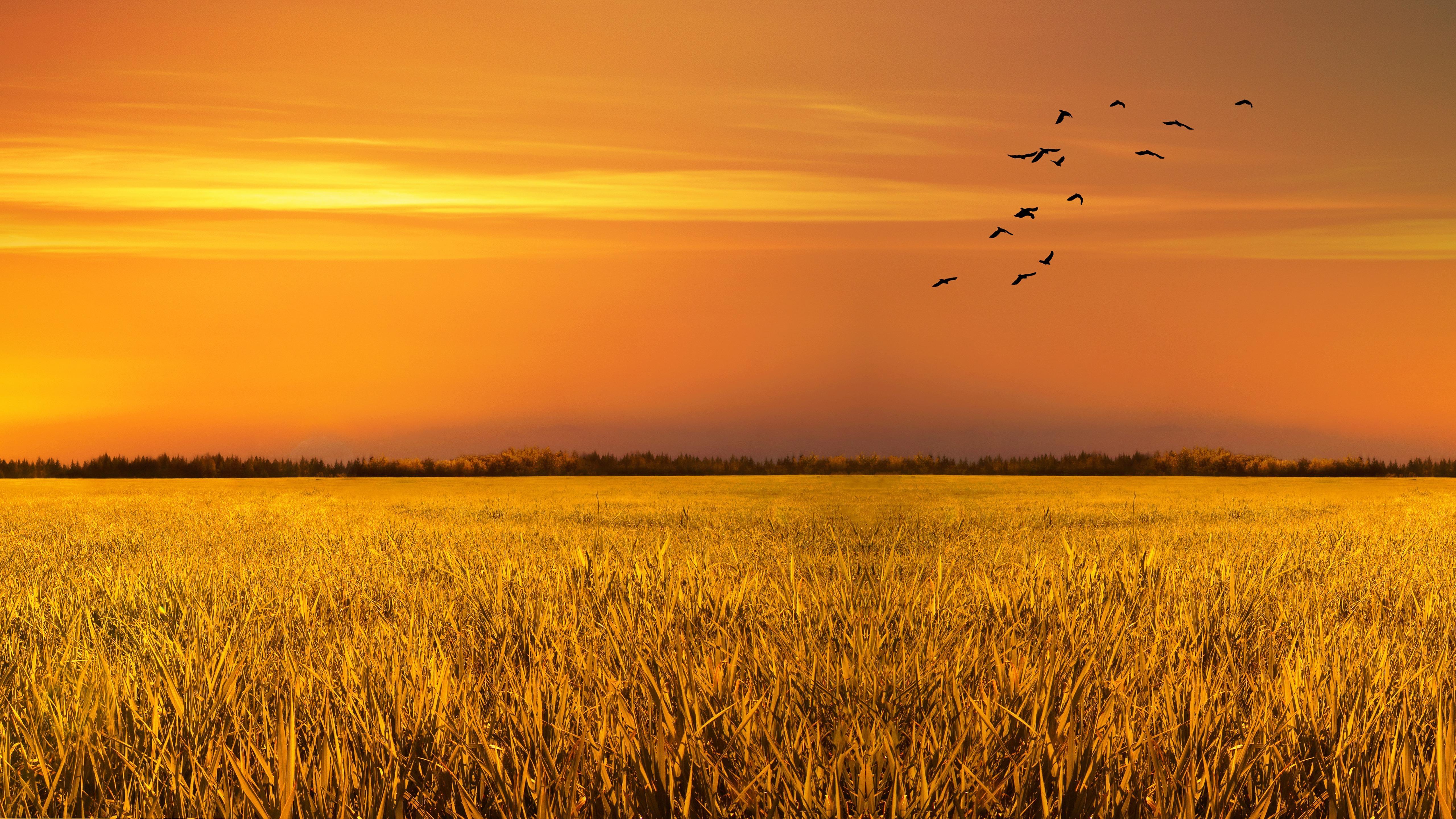 Wheat Field Wallpapers - Top Free Wheat Field Backgrounds - WallpaperAccess
