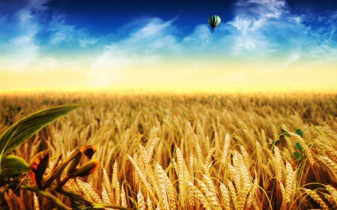 Wheat Field Wallpapers - Top Free Wheat Field Backgrounds - WallpaperAccess