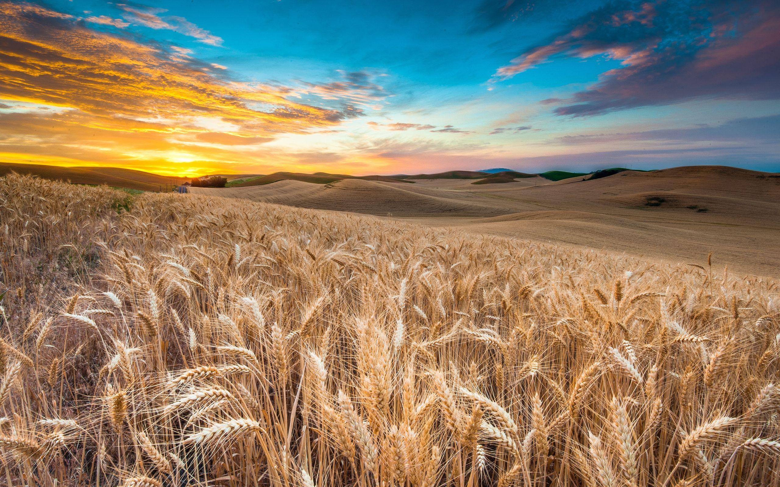 Wheat Field Wallpapers - Top Free Wheat Field Backgrounds - WallpaperAccess