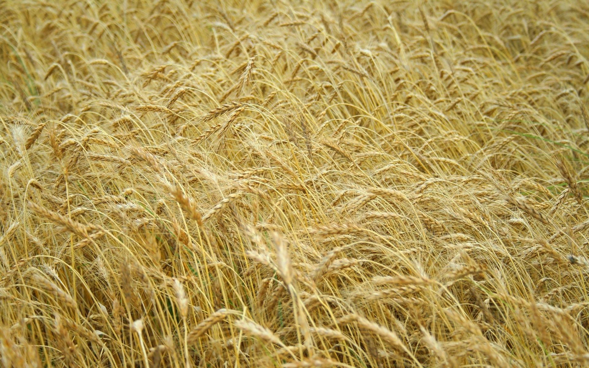Wheat Field Wallpapers - Top Free Wheat Field Backgrounds - WallpaperAccess