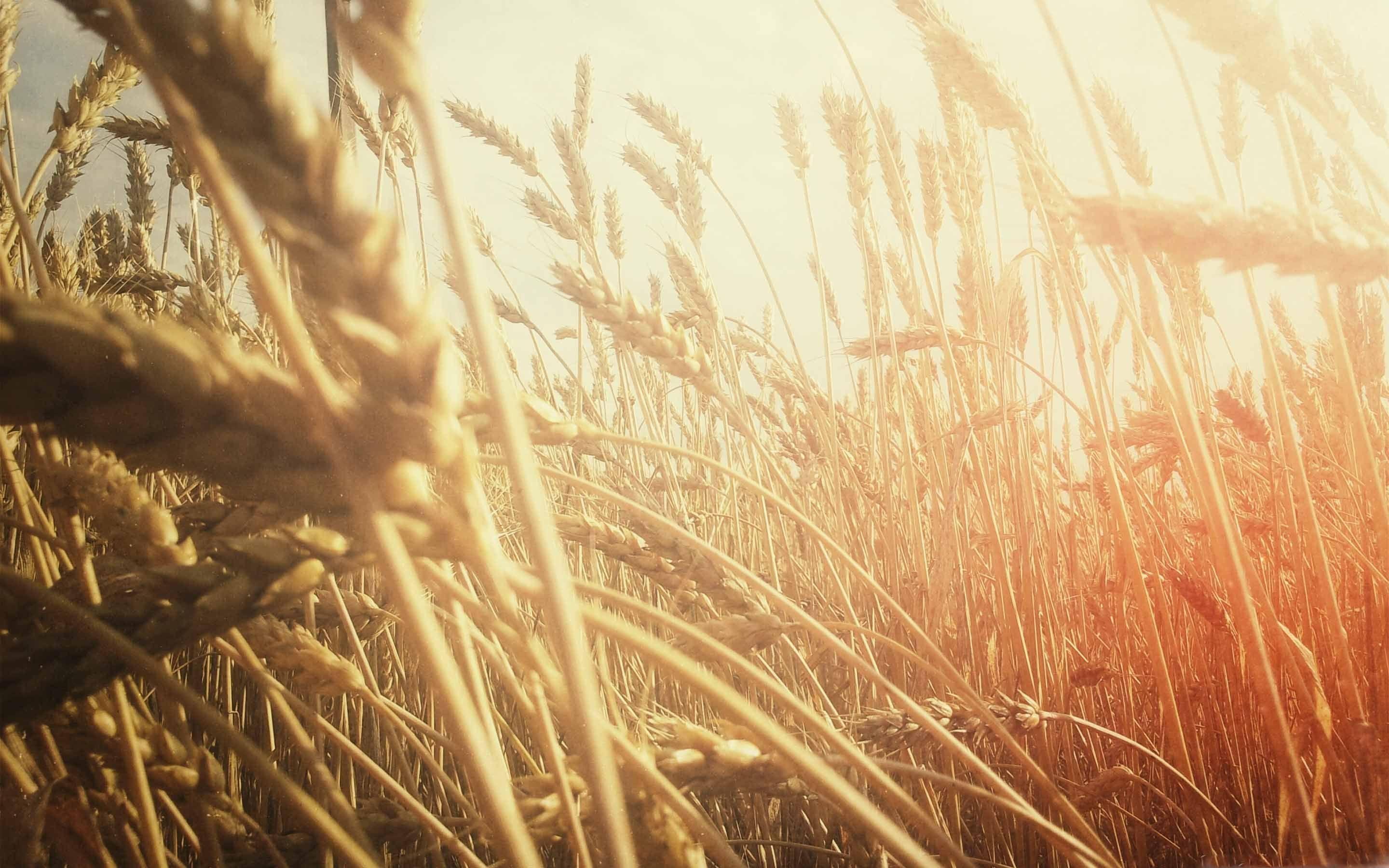 Wheat Field Wallpapers - Top Free Wheat Field Backgrounds - WallpaperAccess