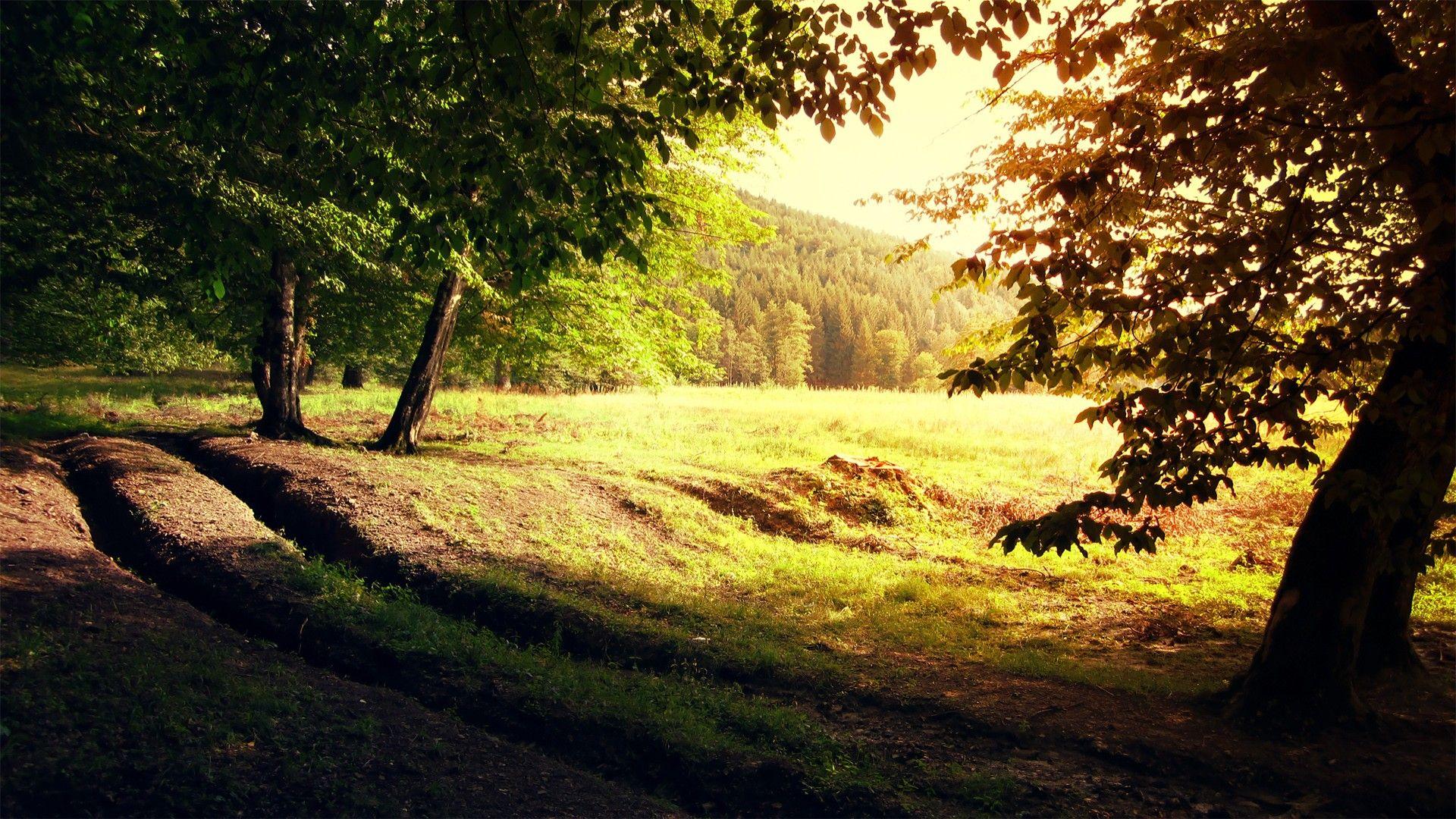 Forest Sunrise Wallpapers - Top Free Forest Sunrise Backgrounds ...