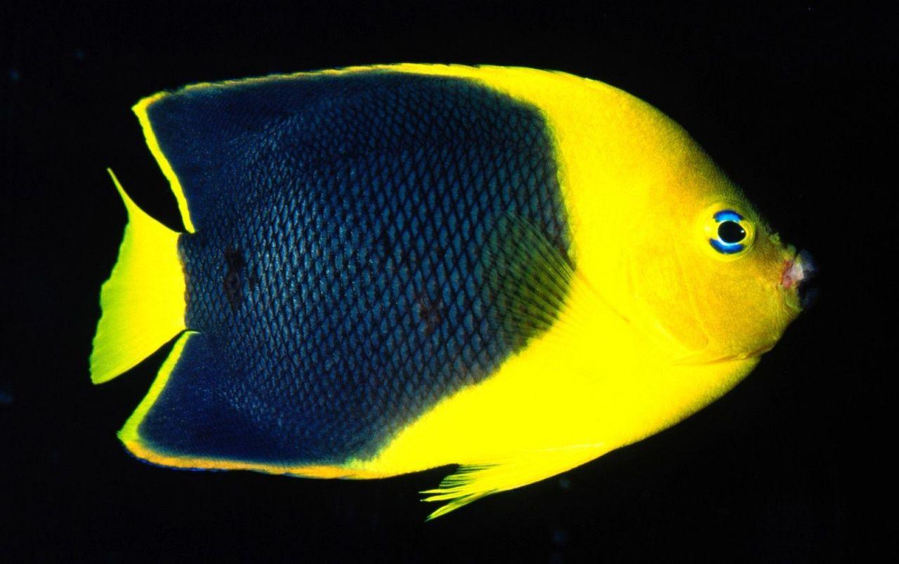 Black Fish Wallpapers - Top Free Black Fish Backgrounds - WallpaperAccess