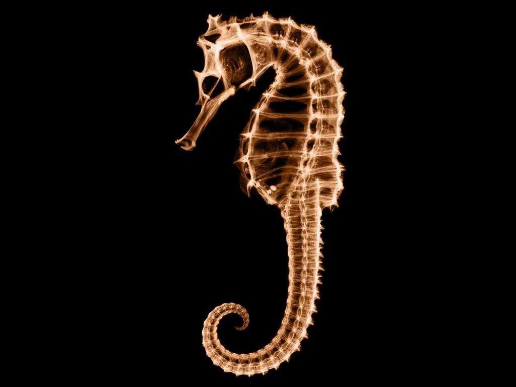 Sea Horse Wallpapers - Top Free Sea Horse Backgrounds - WallpaperAccess