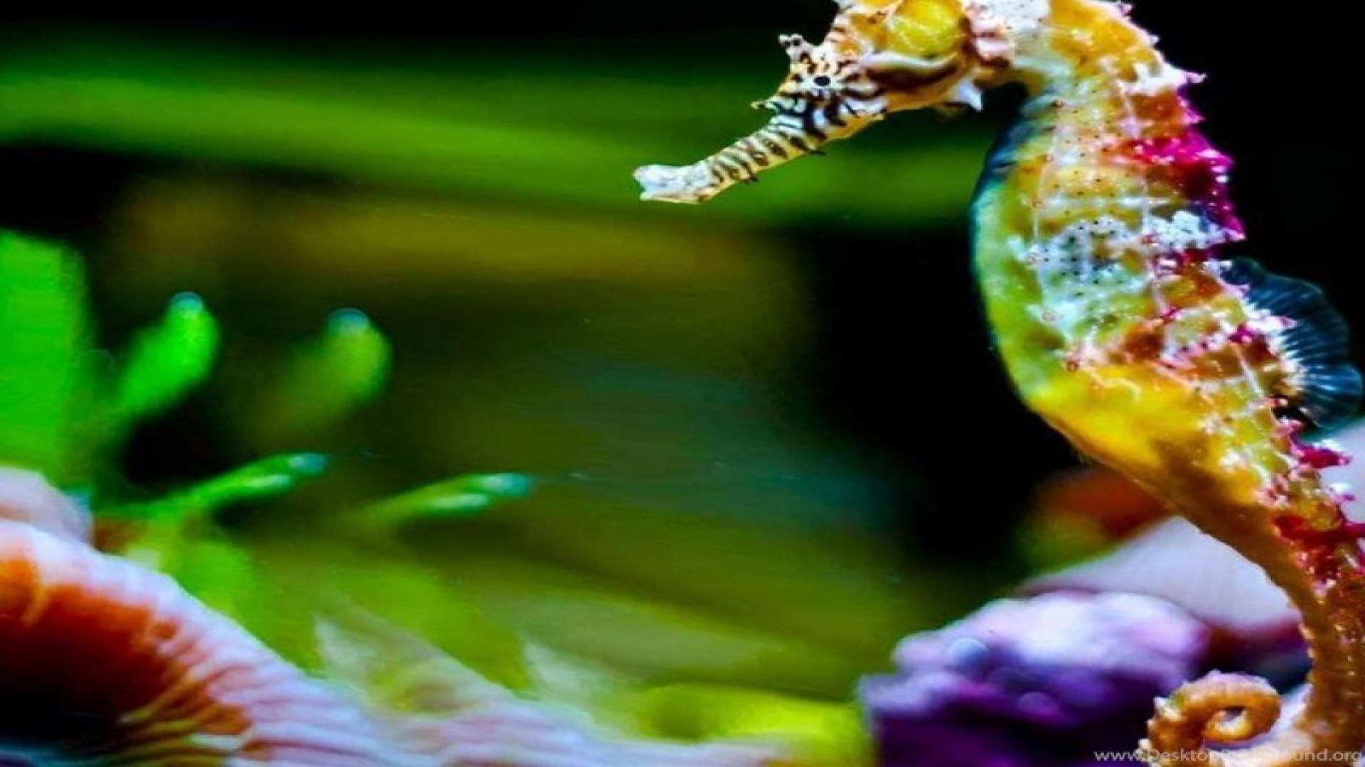 Sea Horse Wallpapers - Top Free Sea Horse Backgrounds - WallpaperAccess