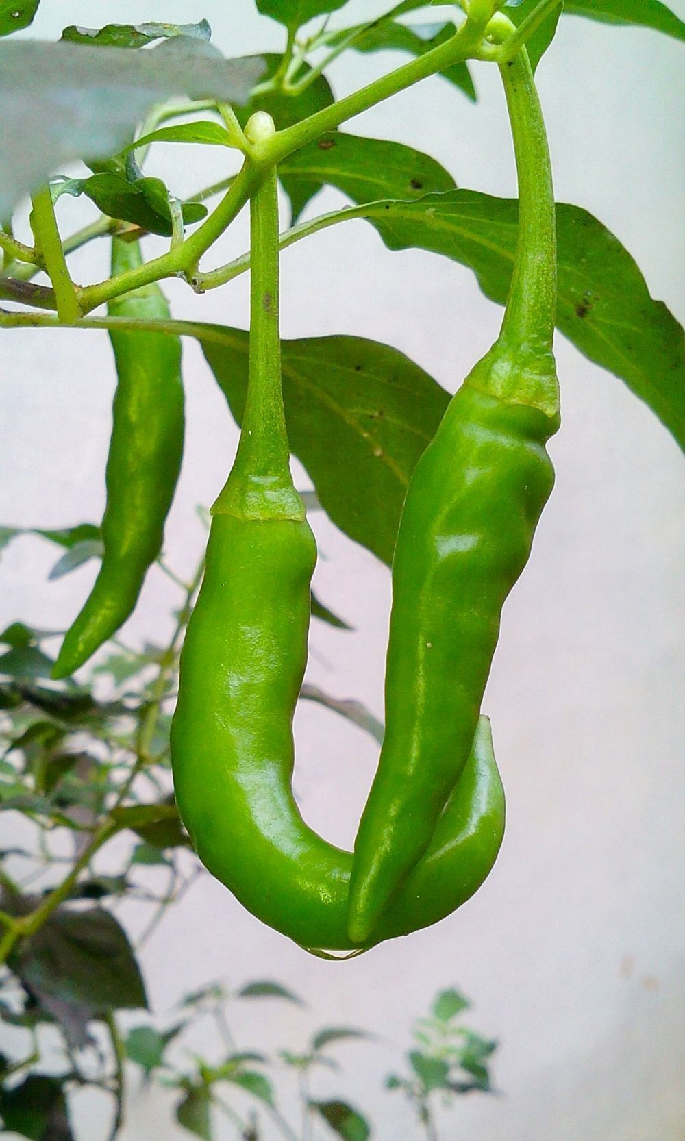 Green Chili Wallpapers - Top Free Green Chili Backgrounds - WallpaperAccess