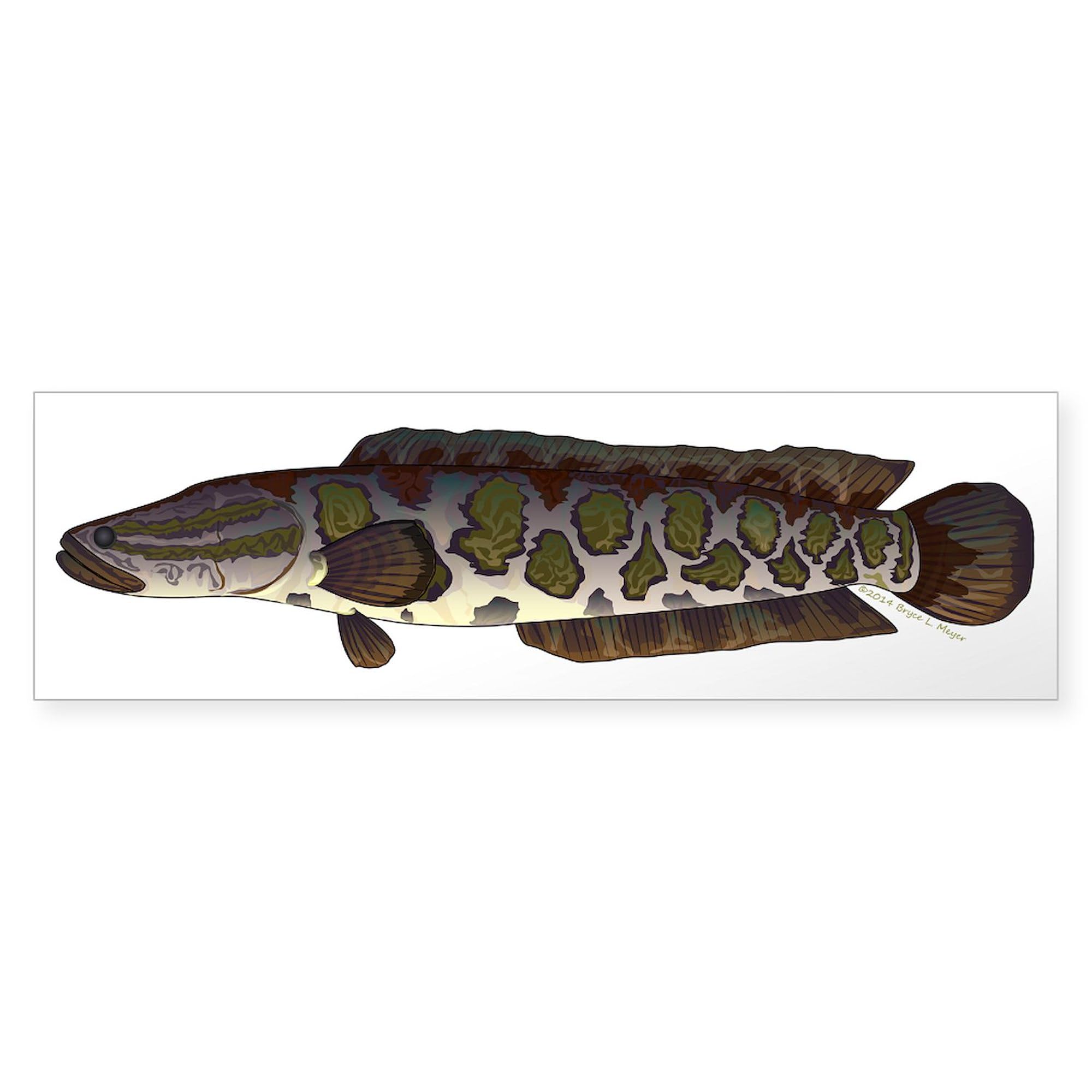Snakehead Wallpapers - Top Free Snakehead Backgrounds - WallpaperAccess