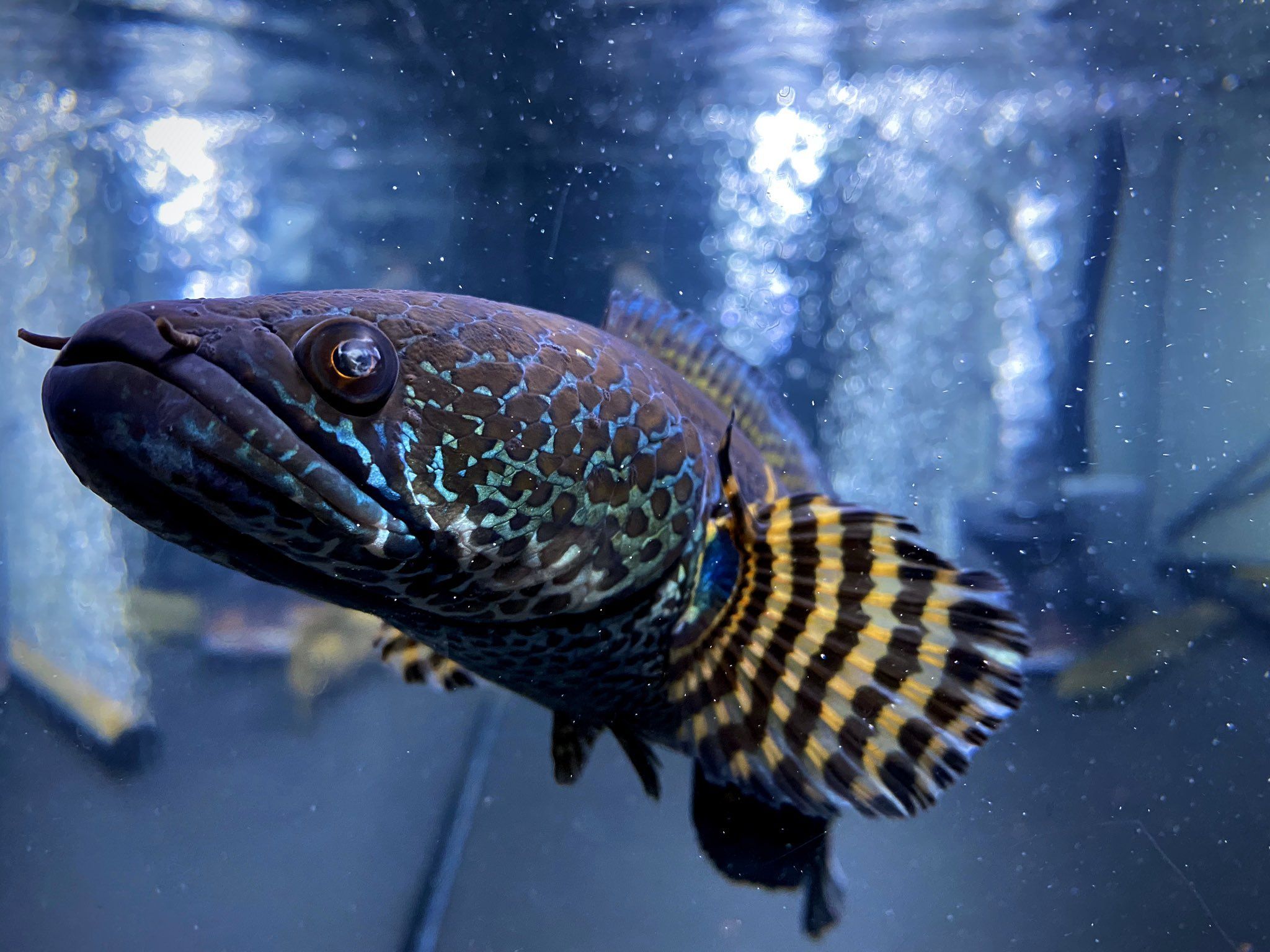 Snakehead Wallpapers - Top Free Snakehead Backgrounds - WallpaperAccess