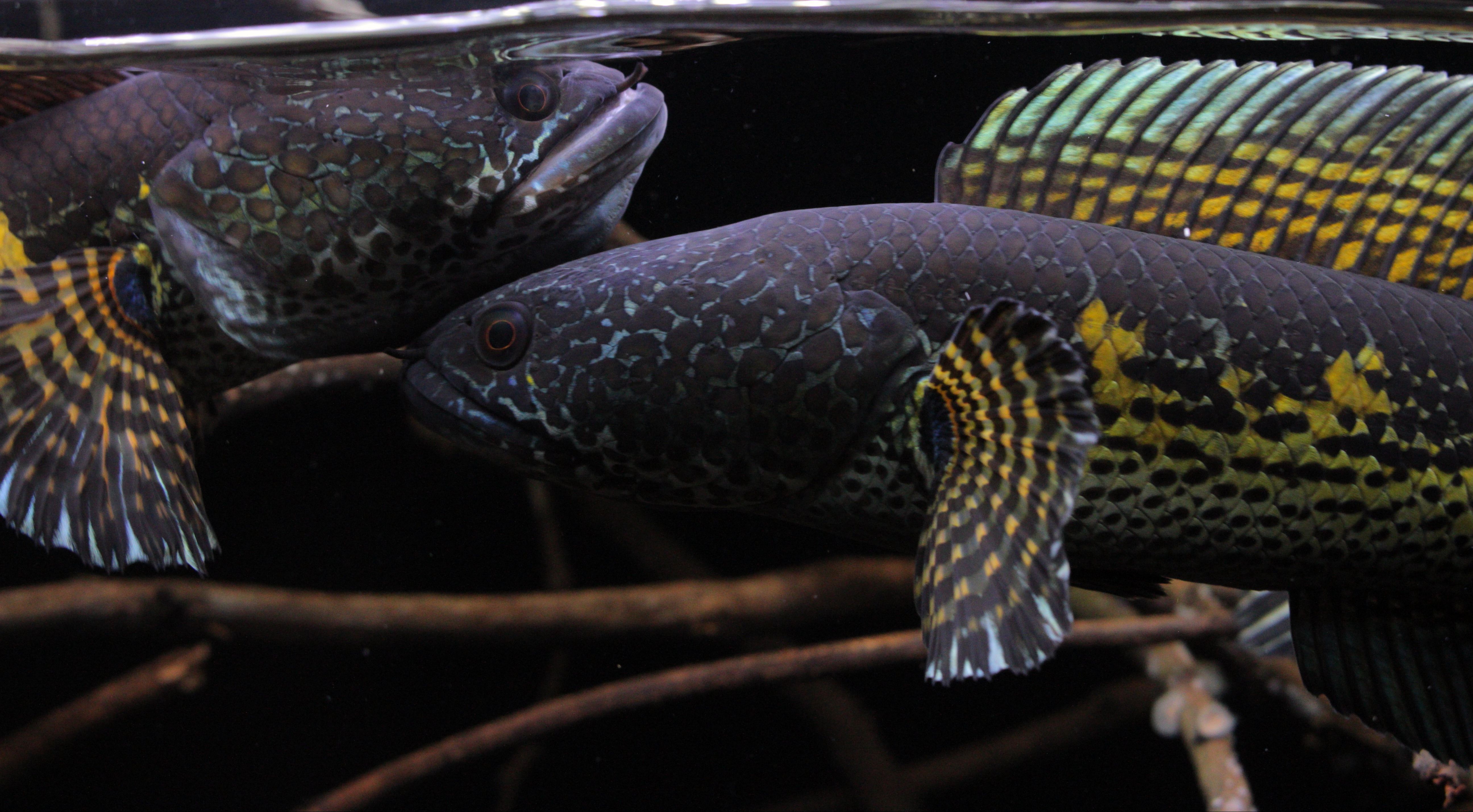 Snakehead Wallpapers - Top Free Snakehead Backgrounds - WallpaperAccess