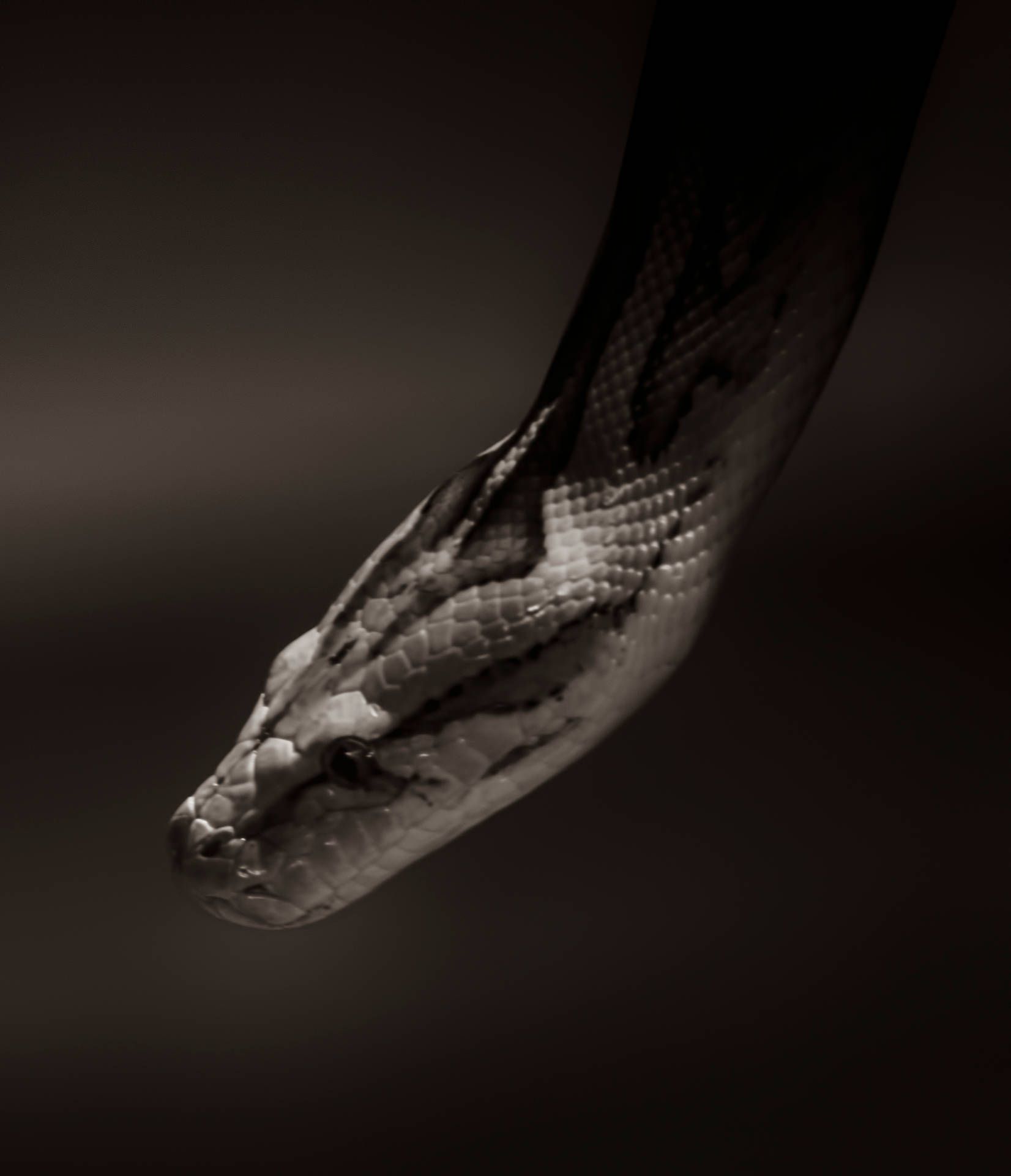 Snakehead Wallpapers - Top Free Snakehead Backgrounds - WallpaperAccess