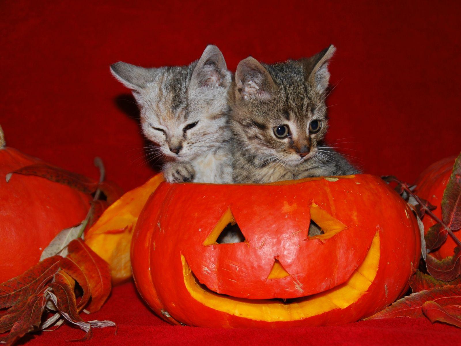 Halloween Cat Desktop Wallpapers - Top Free Halloween Cat Desktop ...