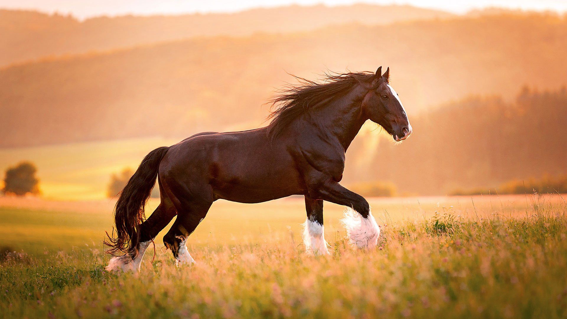 Shire Horse Wallpapers - Top Free Shire Horse Backgrounds - WallpaperAccess