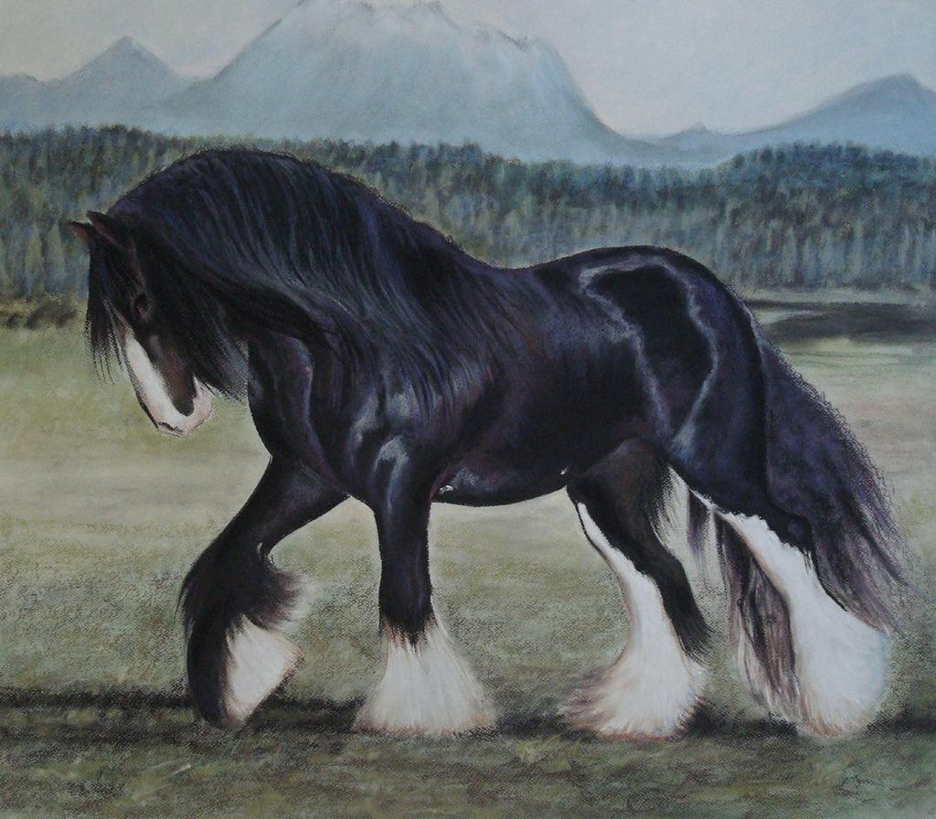 Shire Horse Wallpapers - Top Free Shire Horse Backgrounds - WallpaperAccess