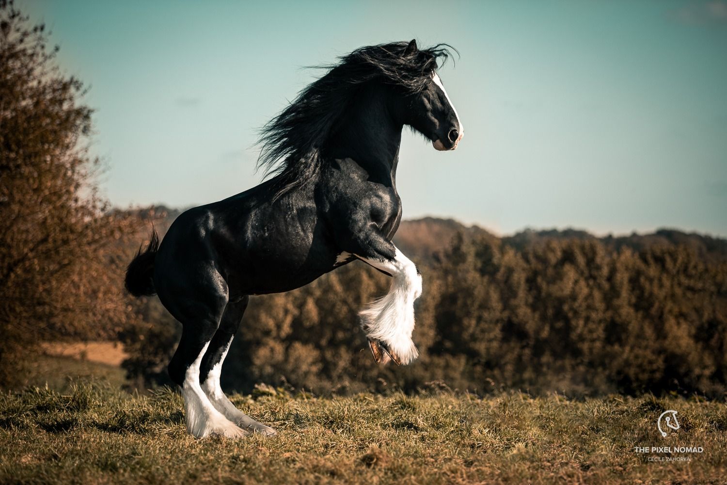 Shire Horse Wallpapers - Top Free Shire Horse Backgrounds - WallpaperAccess