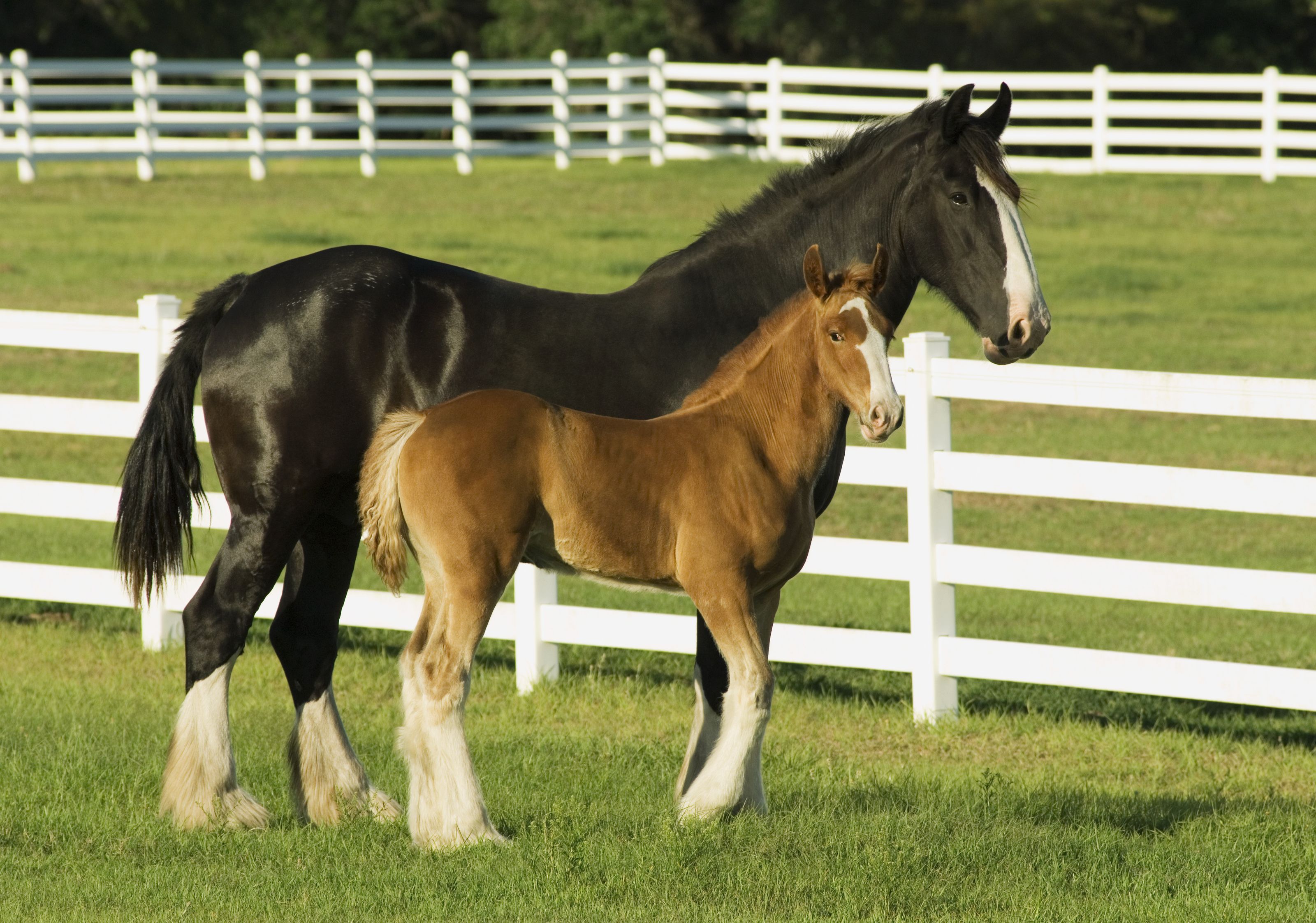 Shire Horse Wallpapers - Top Free Shire Horse Backgrounds - WallpaperAccess