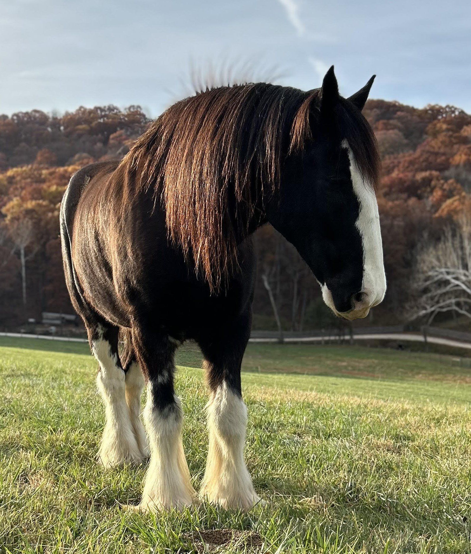 Shire Horse Wallpapers - Top Free Shire Horse Backgrounds - WallpaperAccess