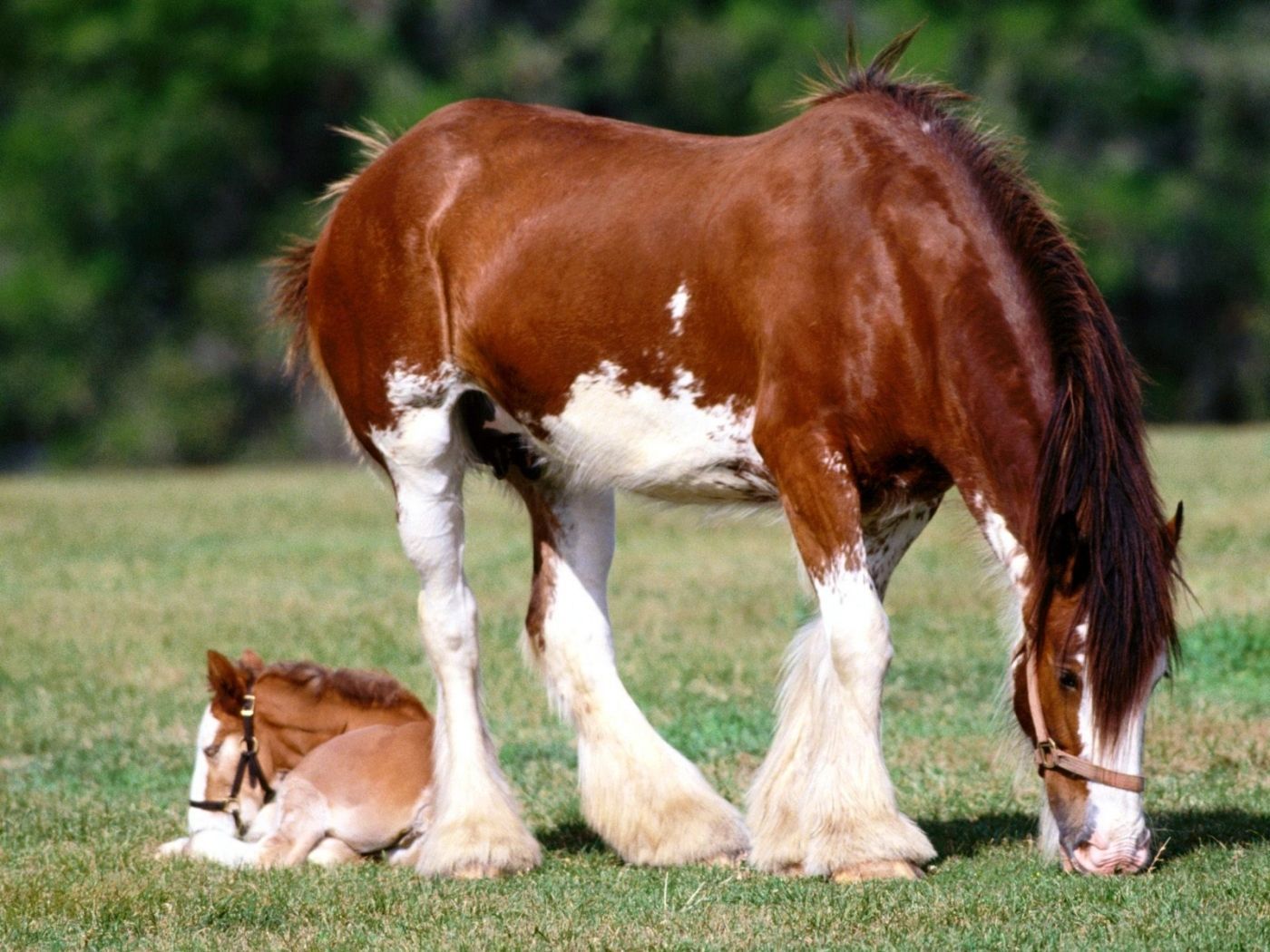 Shire Horse Wallpapers - Top Free Shire Horse Backgrounds - WallpaperAccess