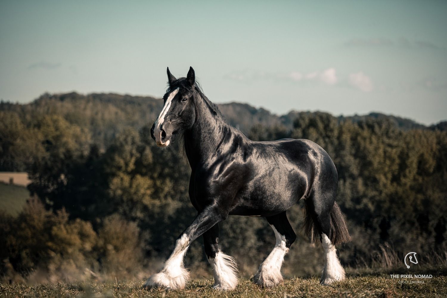 Shire Horse Wallpapers - Top Free Shire Horse Backgrounds - WallpaperAccess