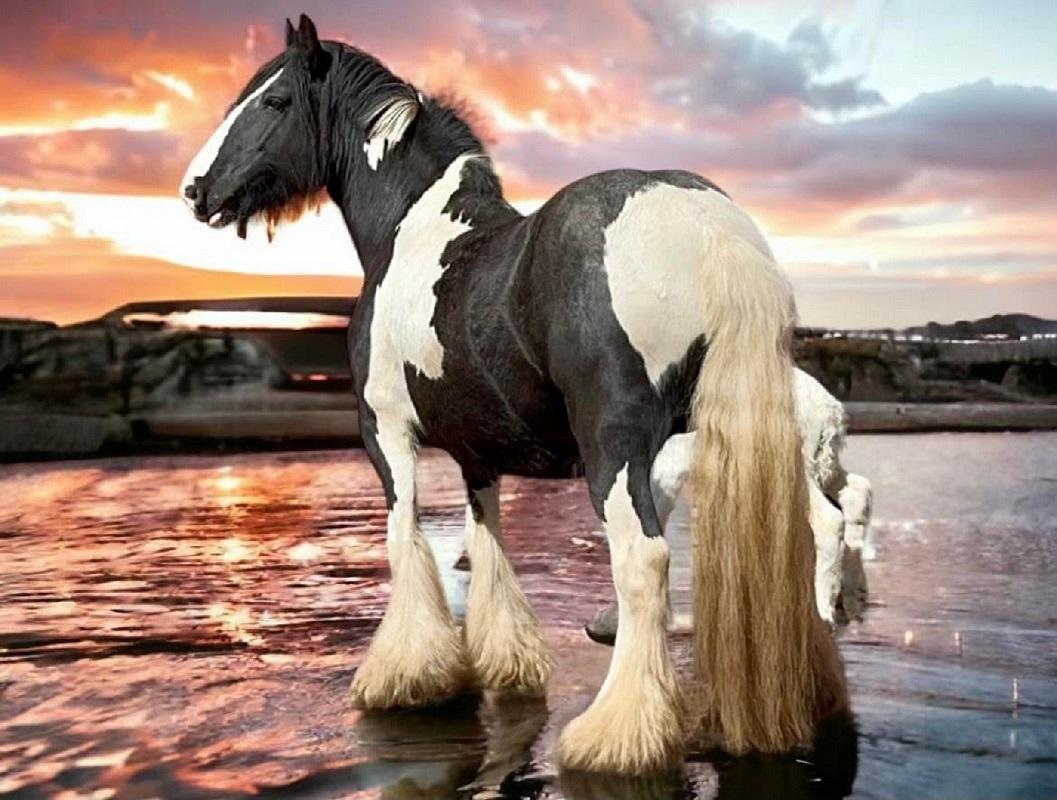 Shire Horse Wallpapers - Top Free Shire Horse Backgrounds - WallpaperAccess