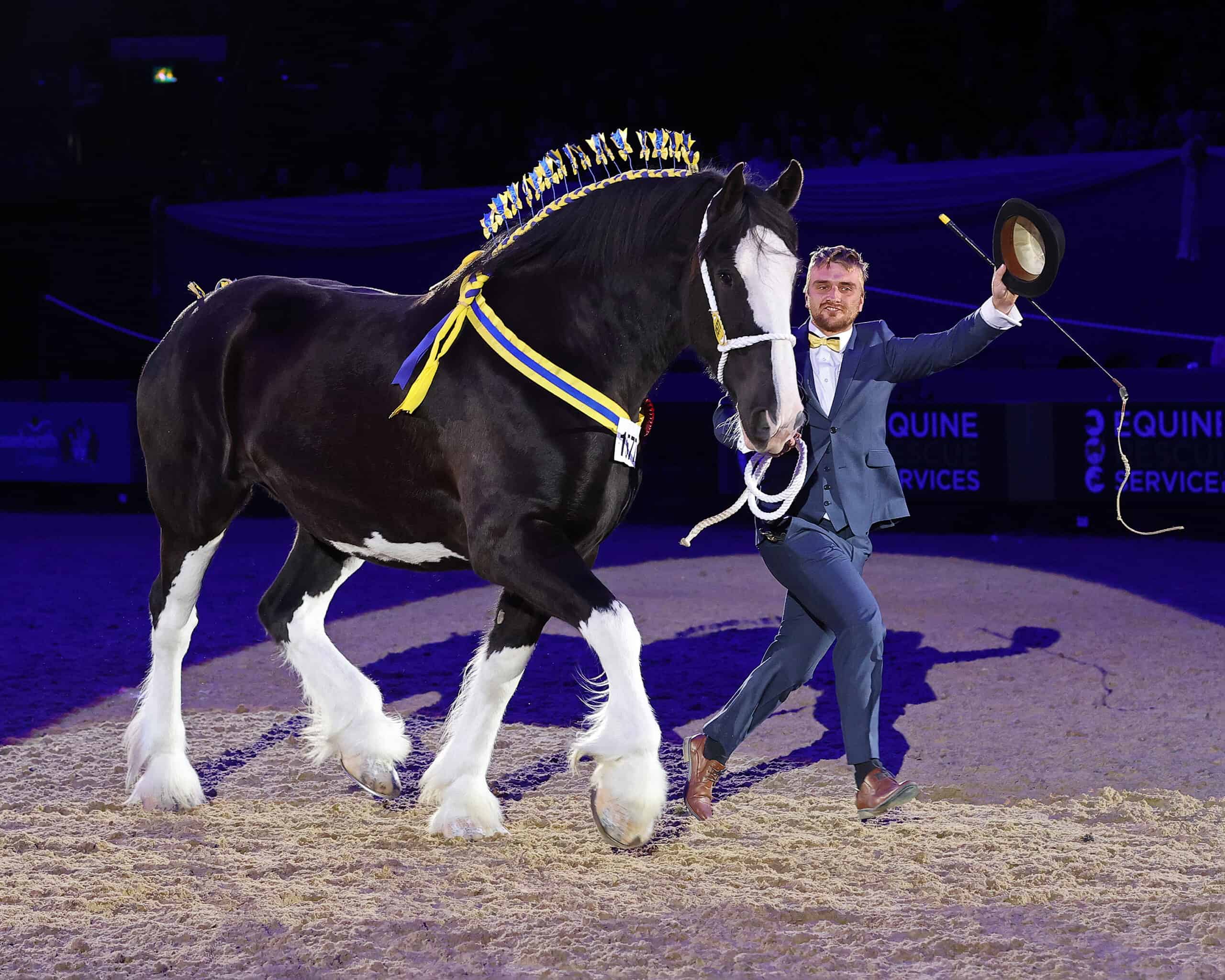 Shire Horse Wallpapers - Top Free Shire Horse Backgrounds - WallpaperAccess