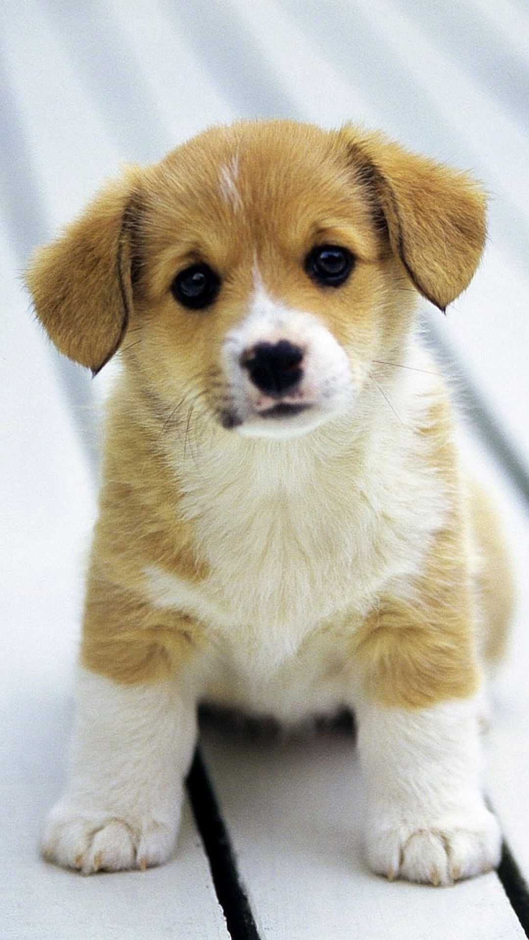 Brown Dog Wallpapers - Top Free Brown Dog Backgrounds - WallpaperAccess