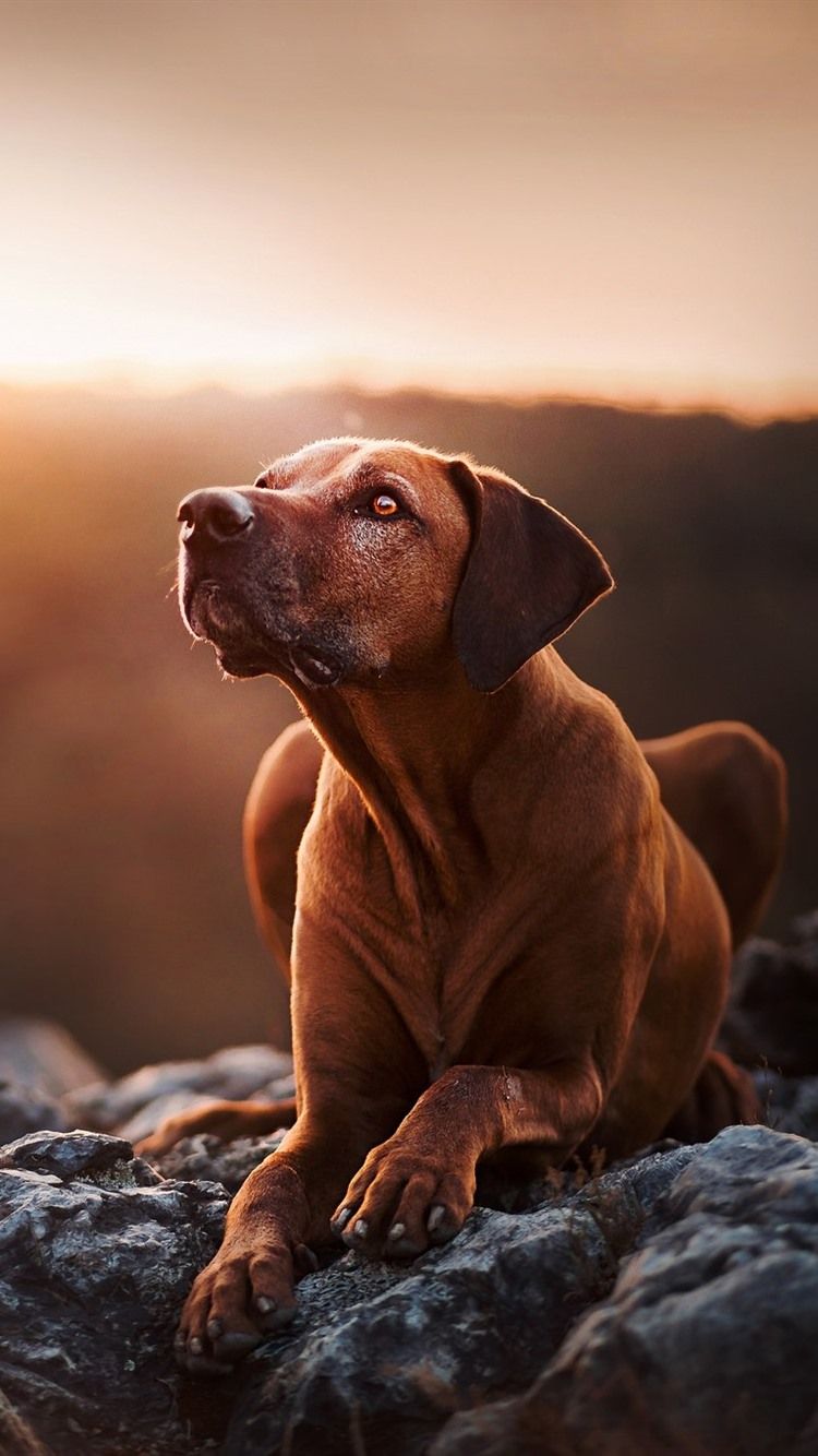 Brown Dog Wallpapers - Top Free Brown Dog Backgrounds - WallpaperAccess