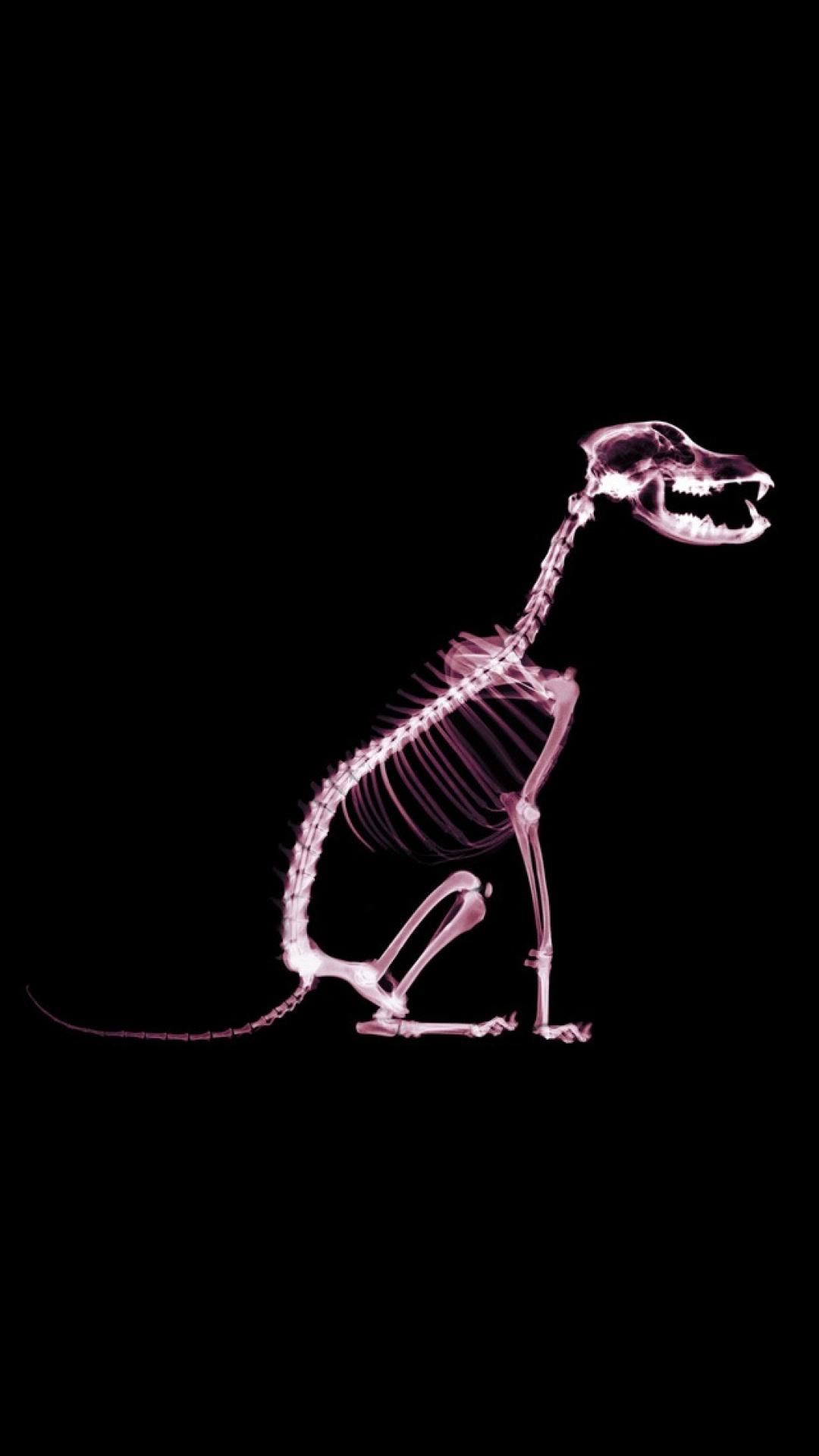 Veterinary Medicine Wallpapers - Top Free Veterinary Medicine ...