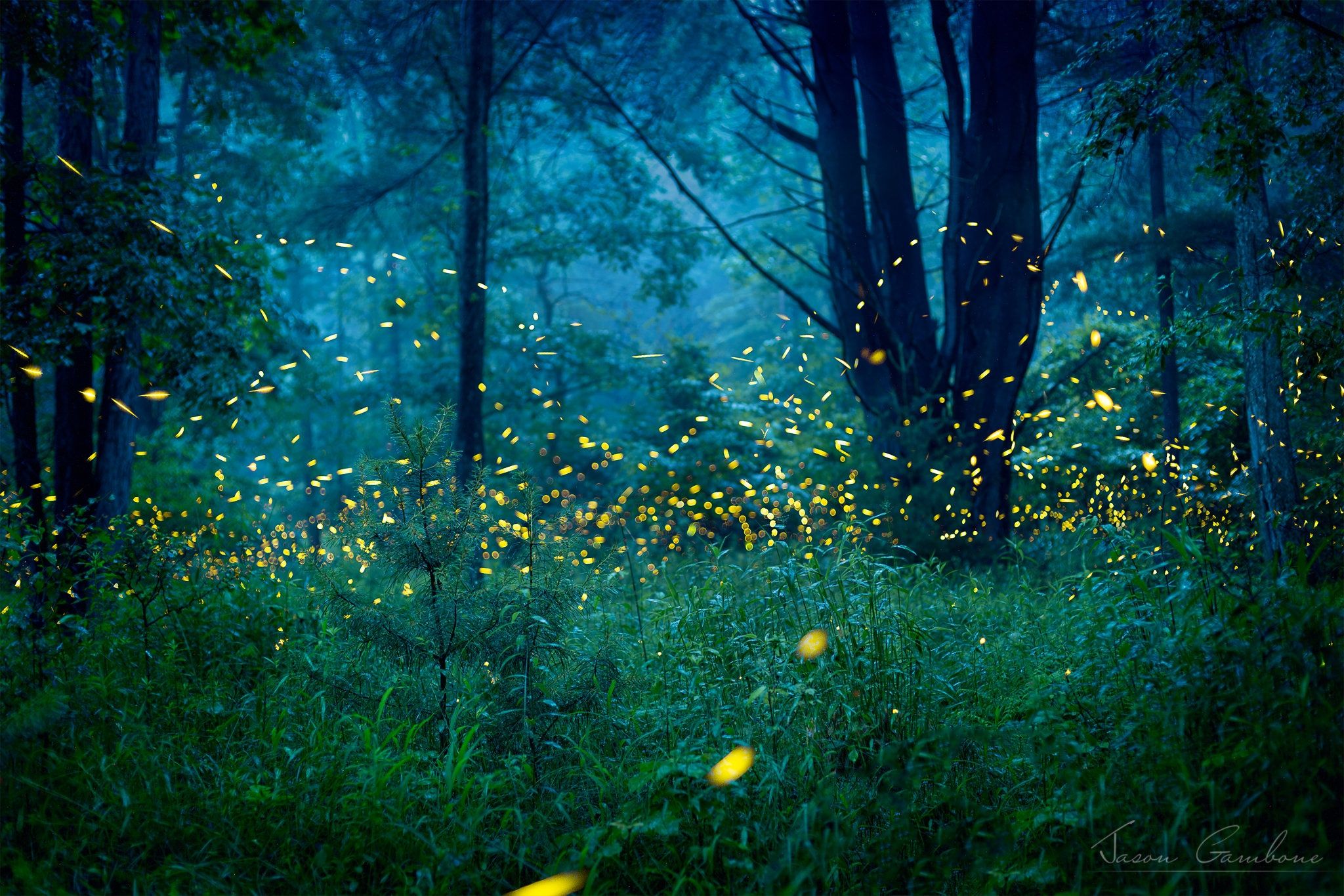 Forest of Fireflies Wallpapers - Top Free Forest of Fireflies ...