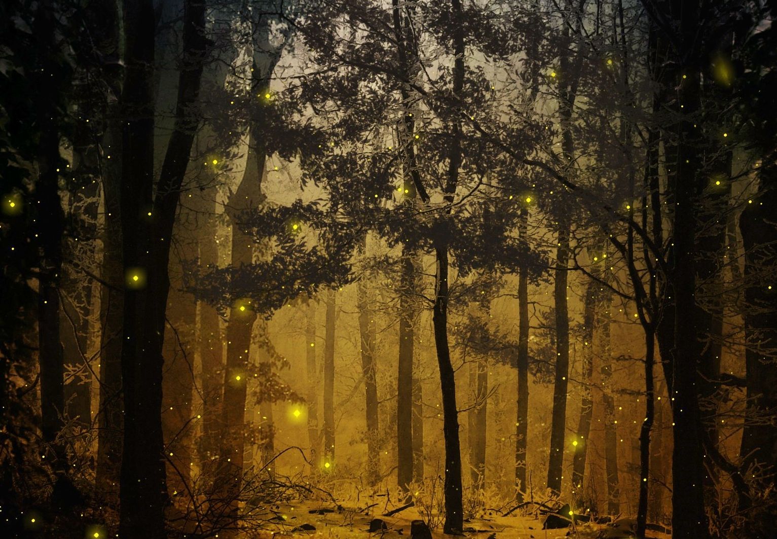 Forest of Fireflies Wallpapers - Top Free Forest of Fireflies ...
