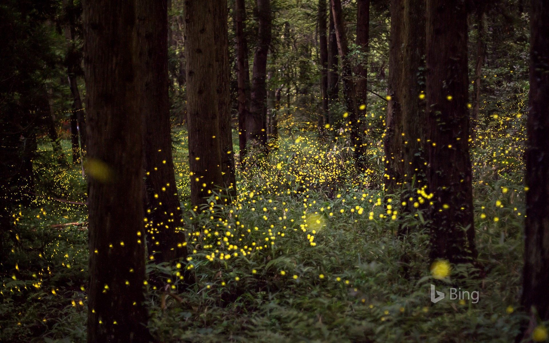 Forest of Fireflies Wallpapers - Top Free Forest of Fireflies ...